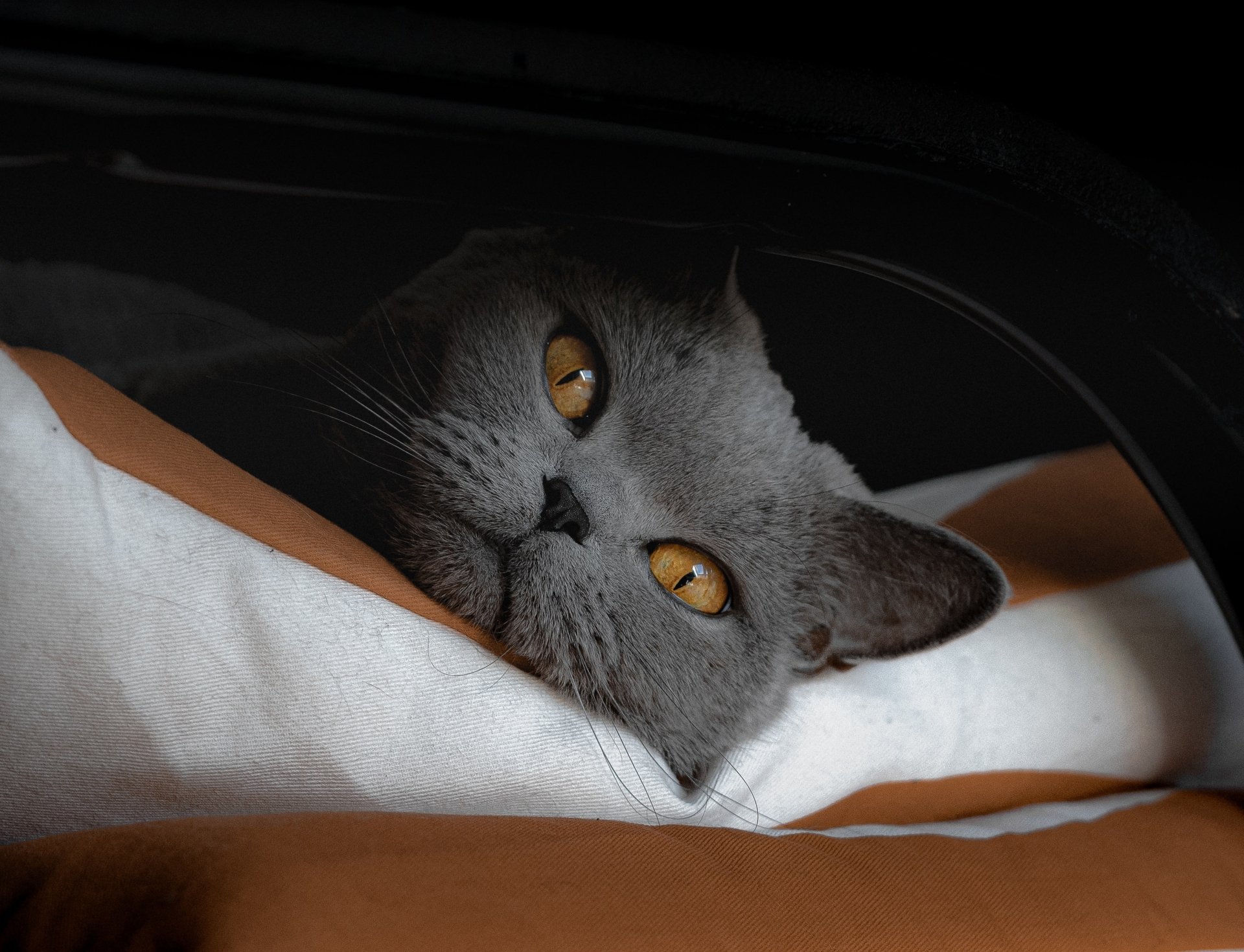 Download Stare Animal Cat HD Wallpaper | 3407x2607 | Wallpaper Abyss