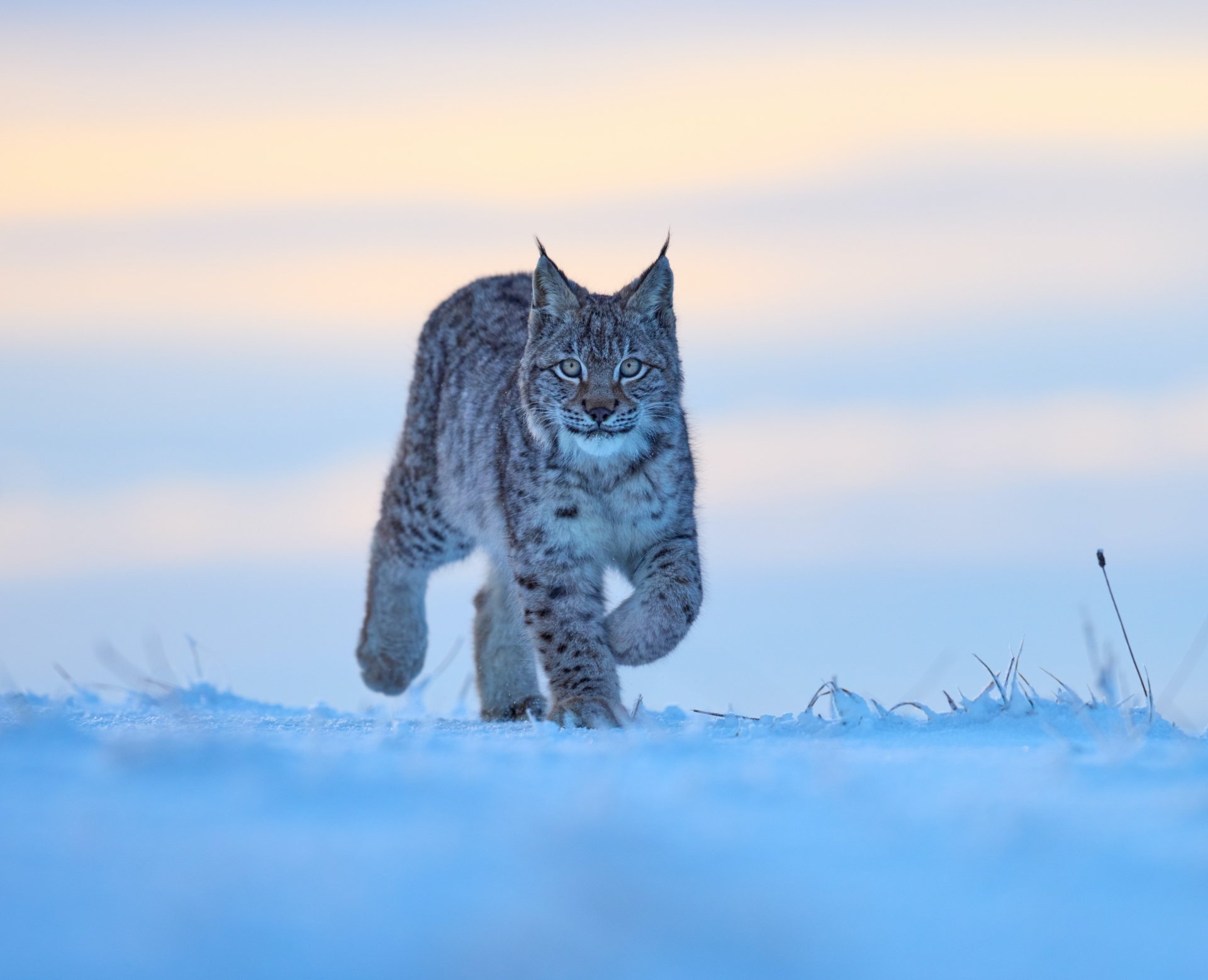 Download Animal Lynx 4k Ultra HD Wallpaper