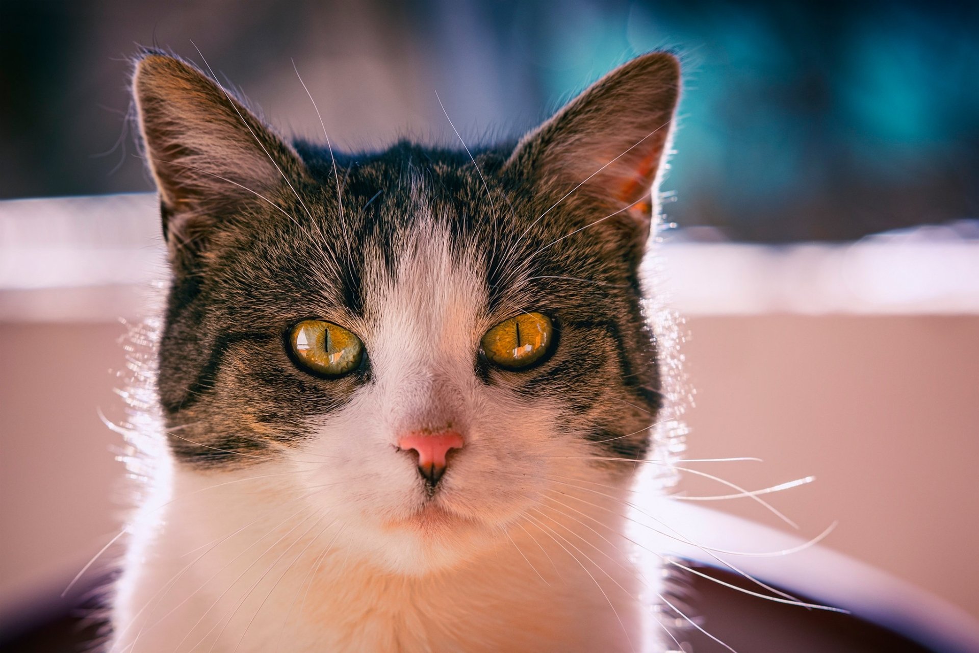 Download Stare Animal Cat HD Wallpaper