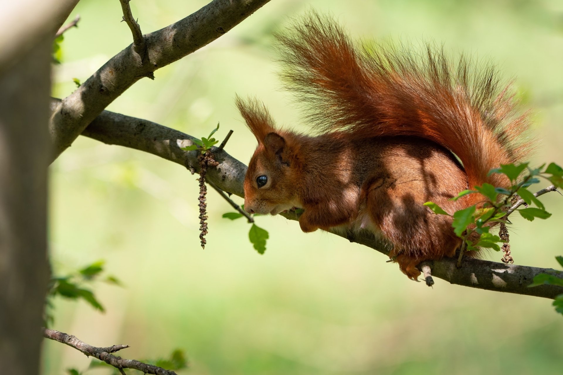Download Rodent Animal Squirrel HD Wallpaper | 2048x1365 | Wallpaper Abyss
