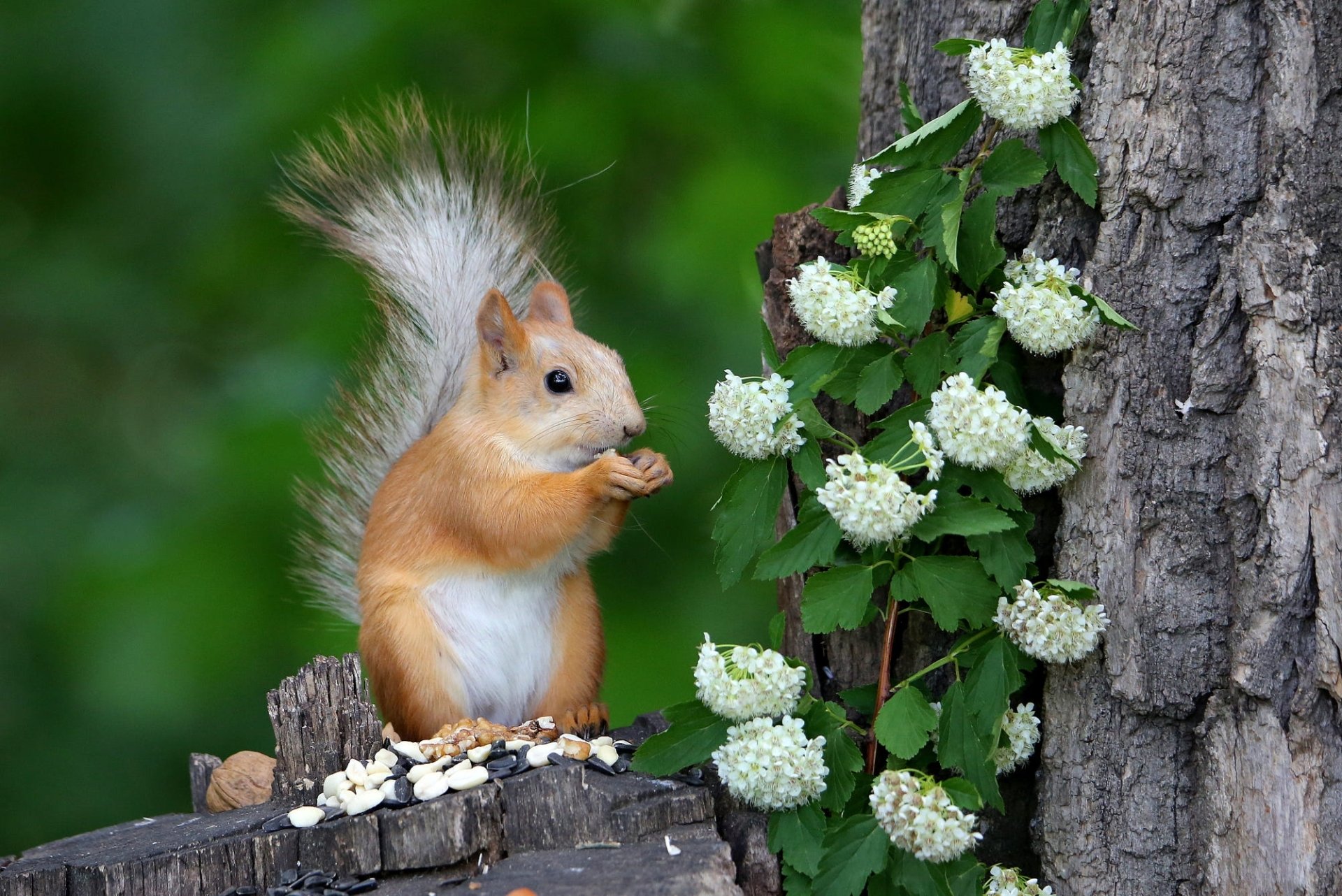 Download Rodent Animal Squirrel HD Wallpaper