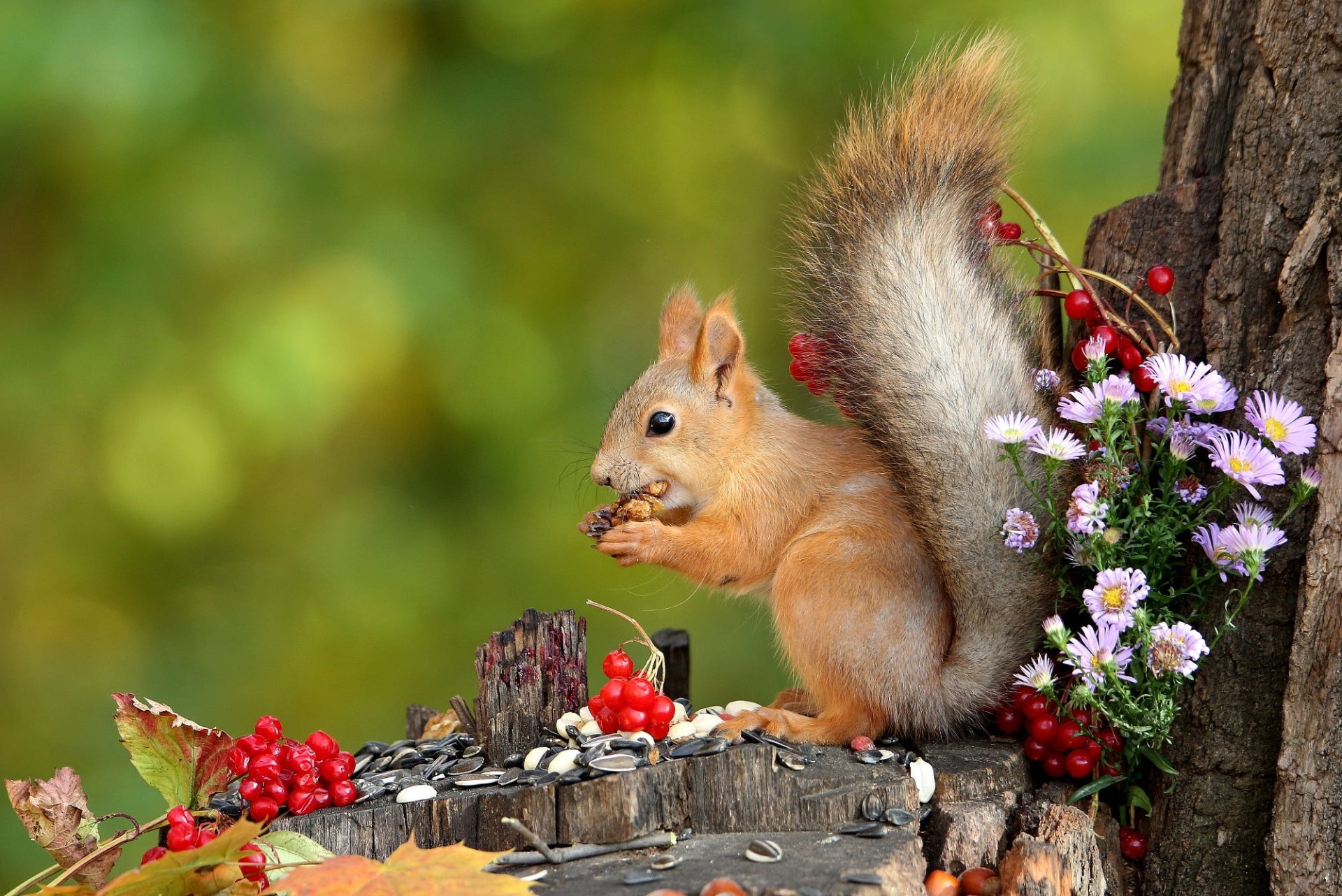 Download Rodent Animal Squirrel HD Wallpaper | 2000x1335 | Wallpaper Abyss