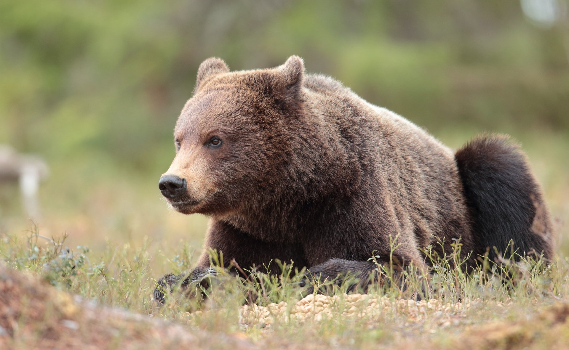 Download Animal Bear 4k Ultra HD Wallpaper