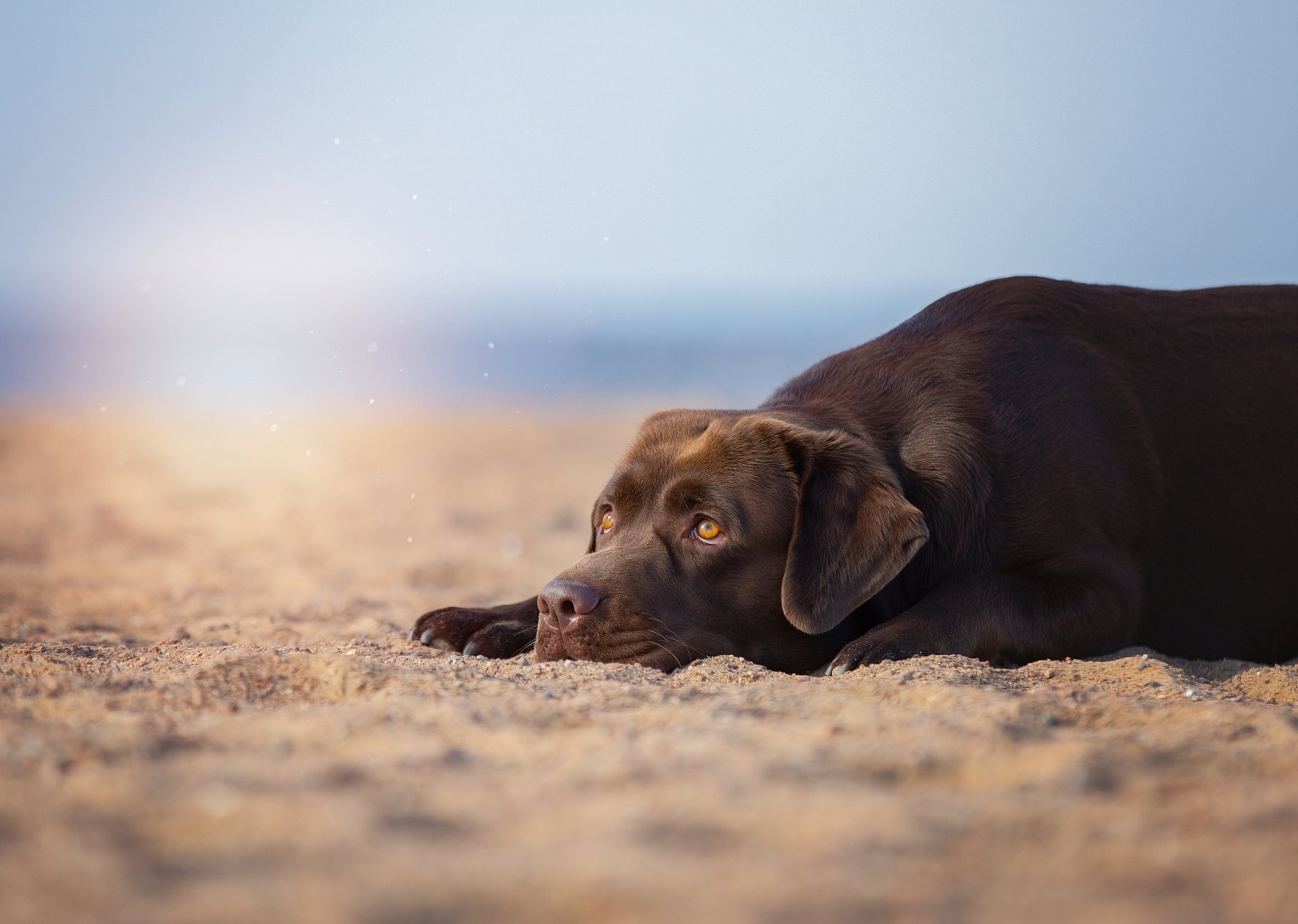 Chocolate Labrador - Desktop Wallpapers, Phone Wallpaper, PFP, Gifs ...