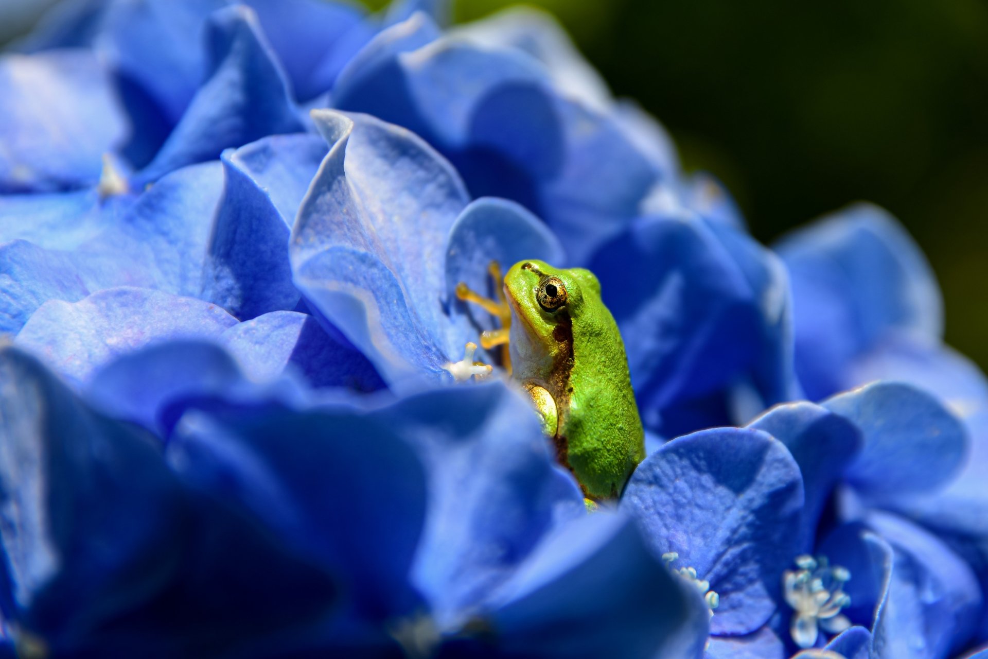 Download Amphibian Blue Flower Animal Frog 4k Ultra HD Wallpaper