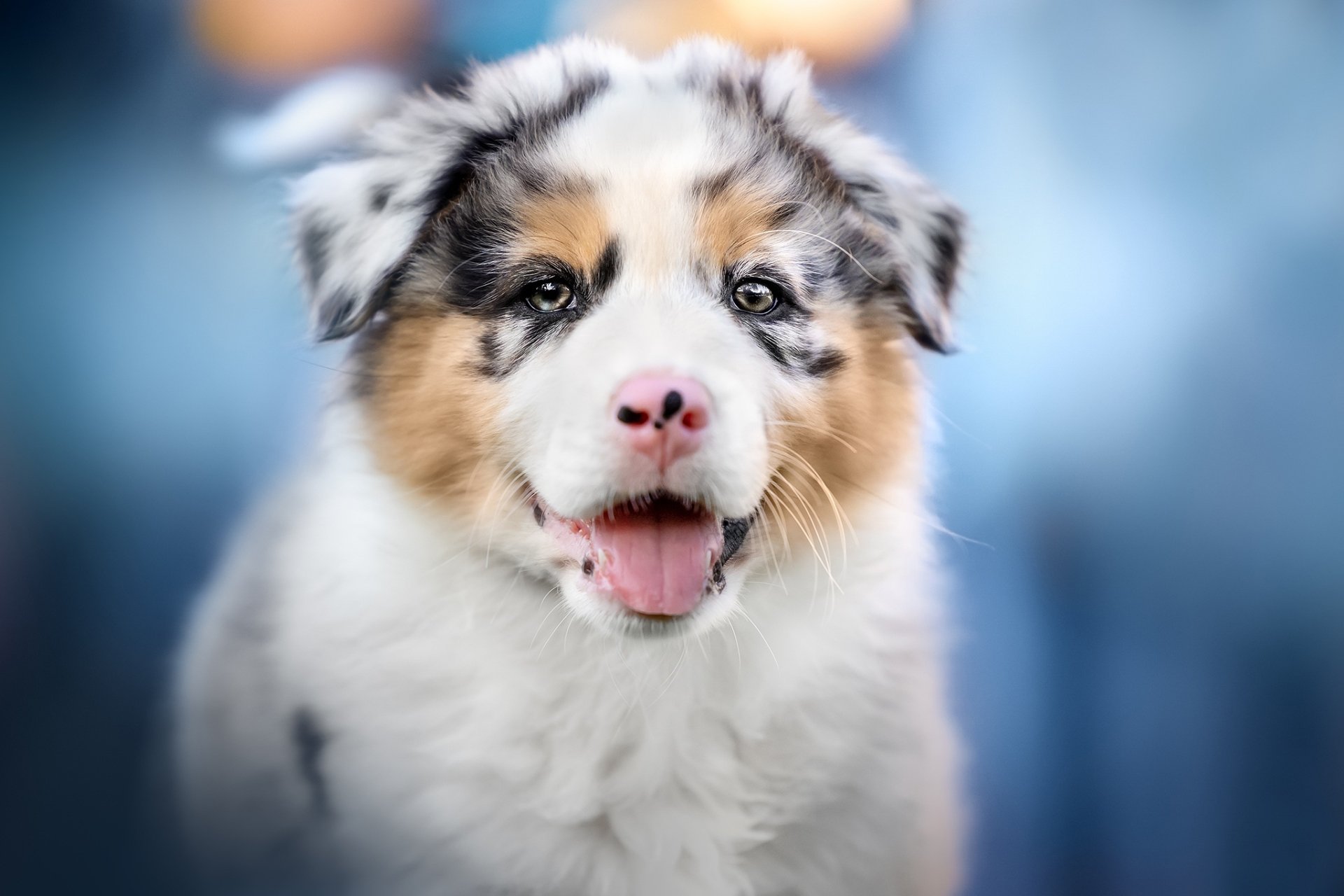 Download Baby Animal Puppy Animal Australian Shepherd HD Wallpaper