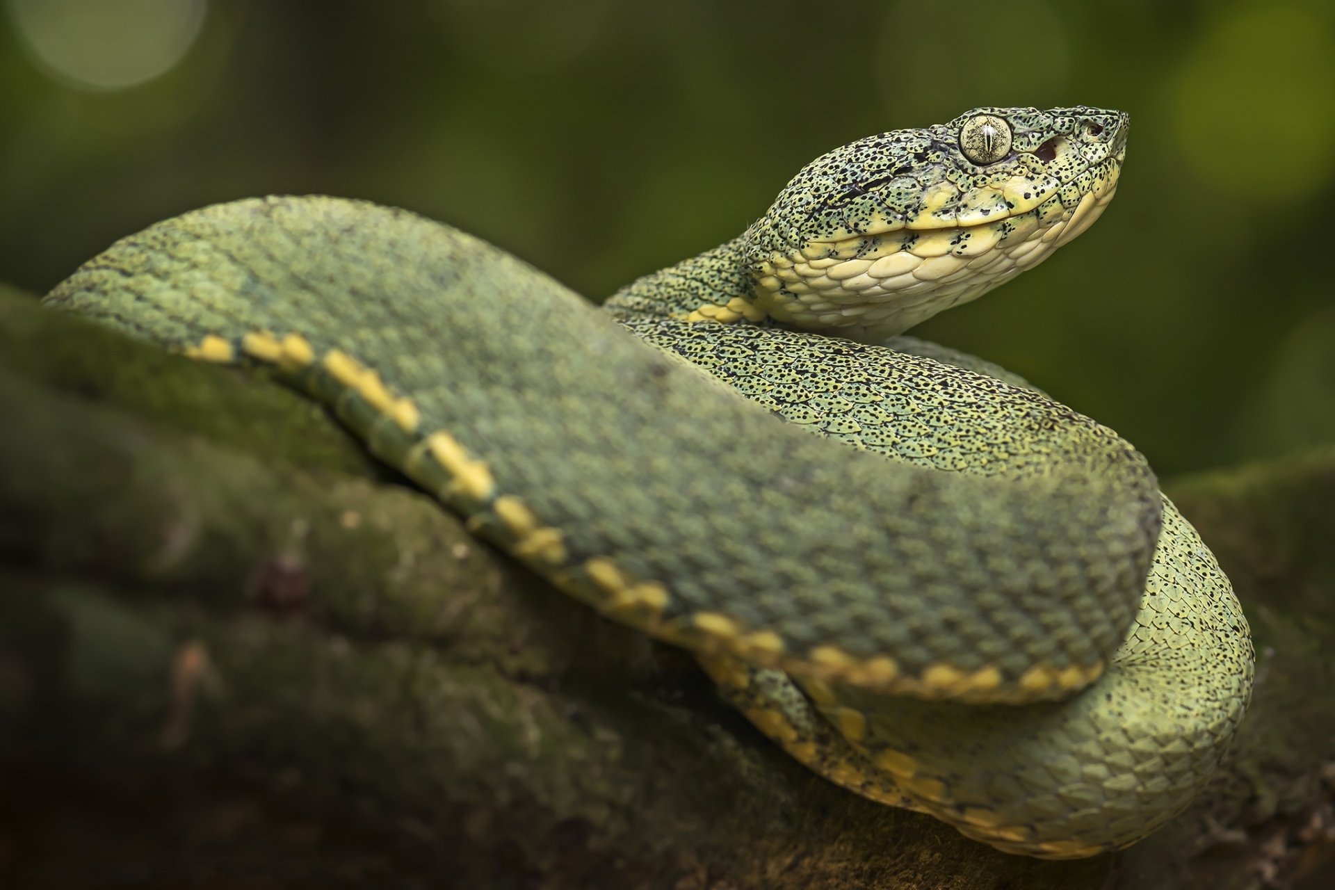 Download Pit Viper Snake Animal Viper HD Wallpaper