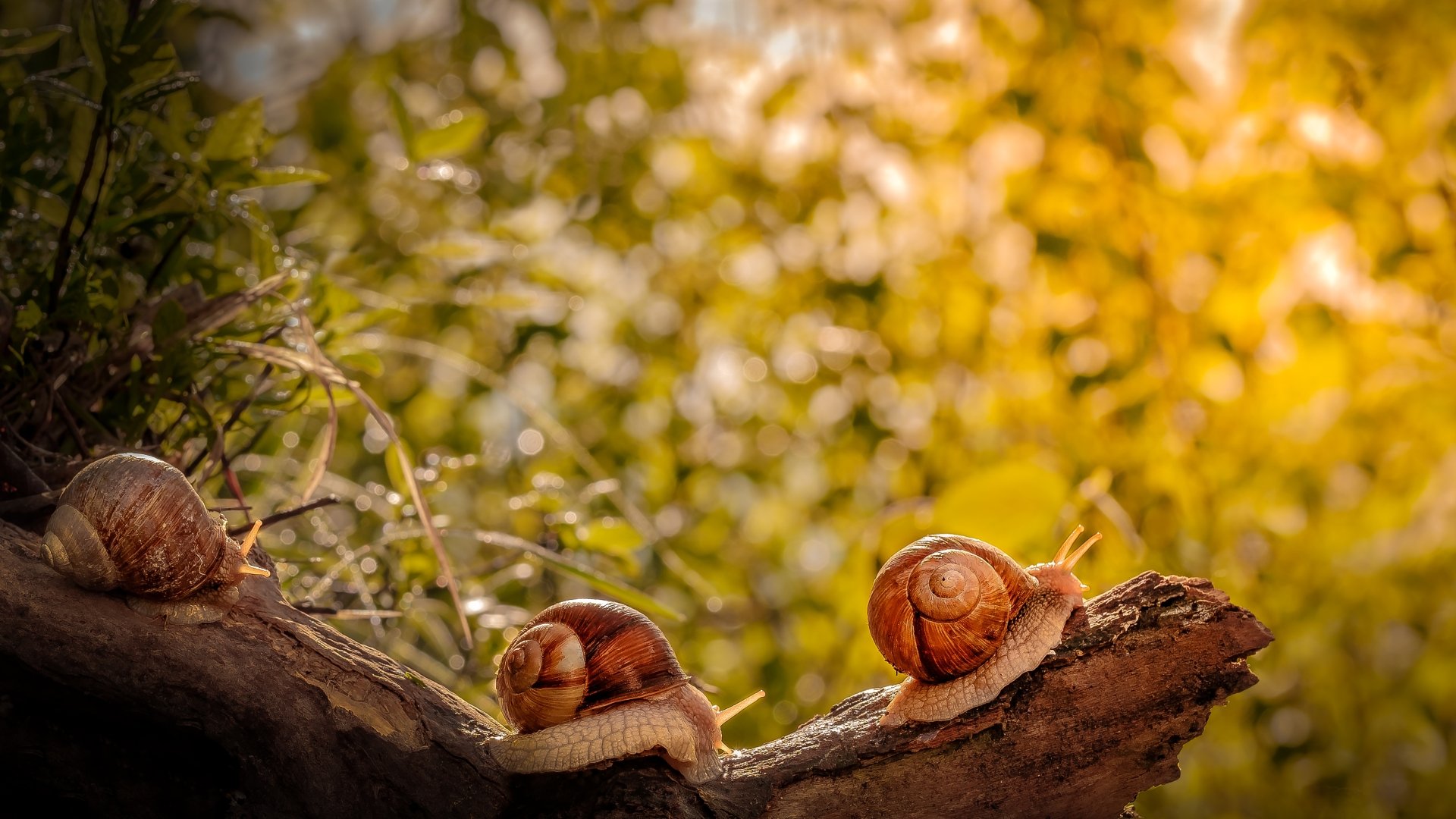 Animal Snail 4k Ultra HD Wallpaper