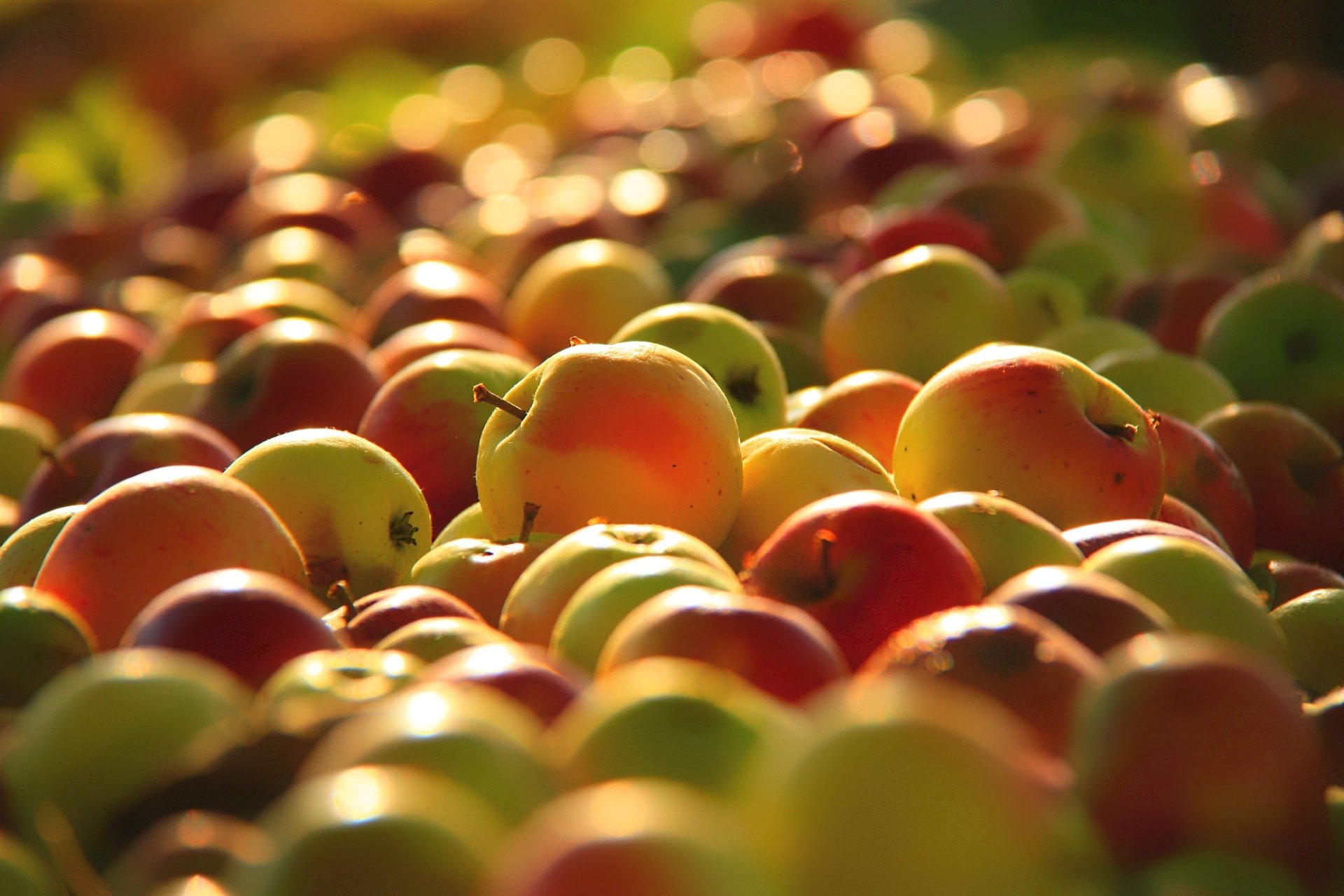 Sunlit Apple Harvest — HD Fruit Wallpaper