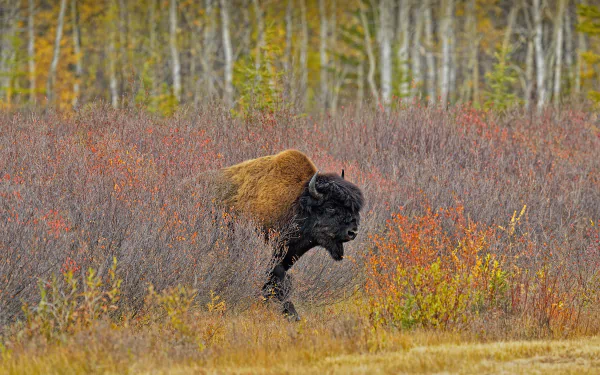 [10+] American Bison 4k Wallpapers