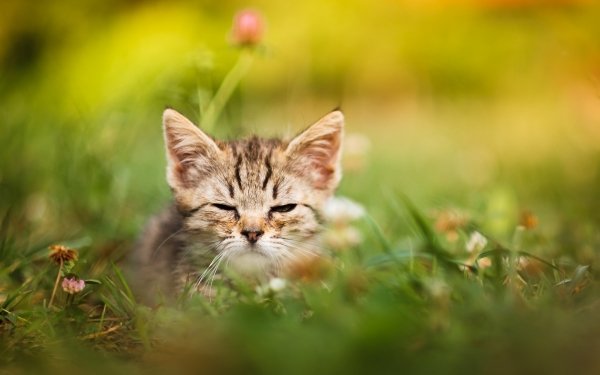 Cat HD Wallpaper | Background Image | 1920x1200