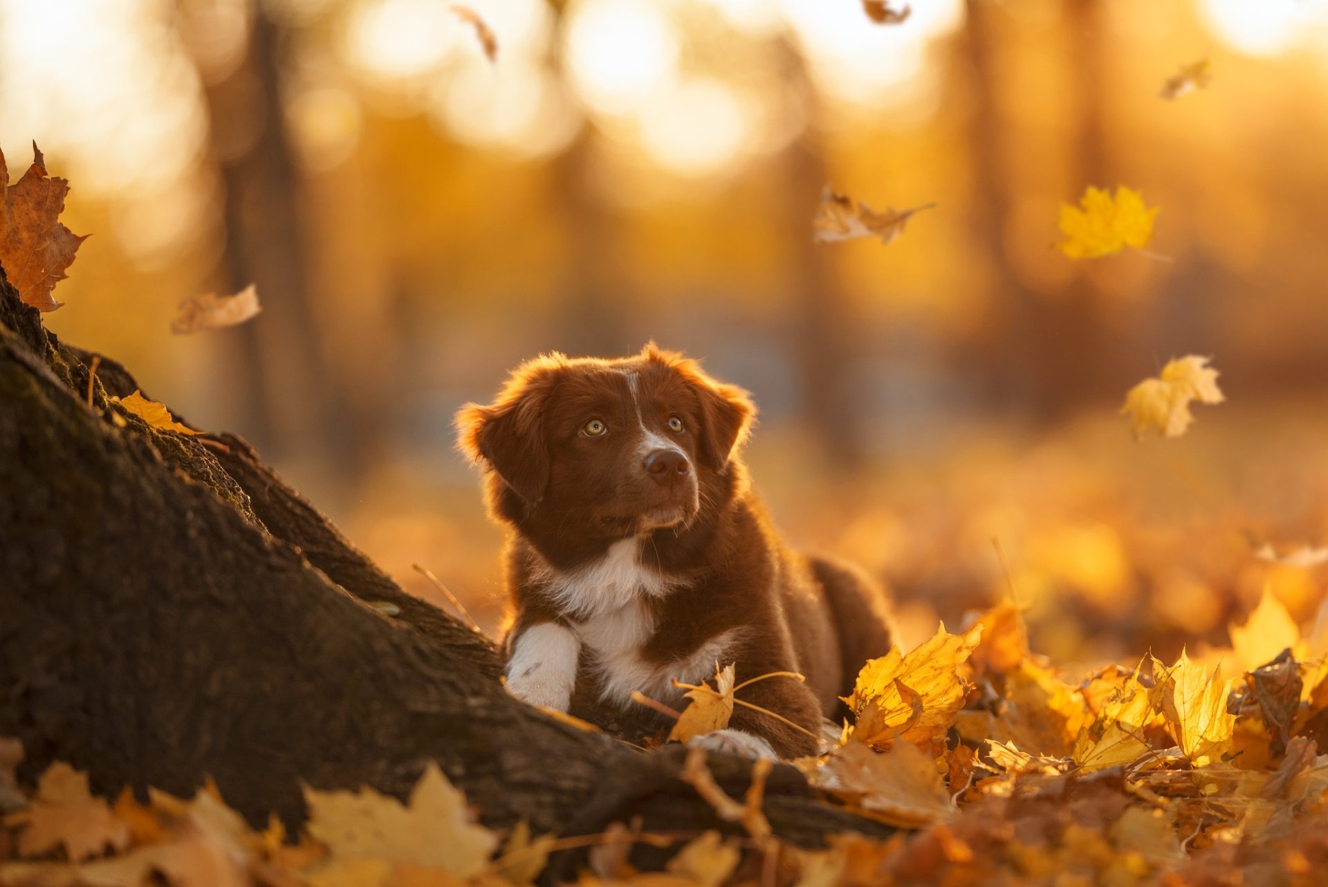 Download Fall Animal Dog HD Wallpaper