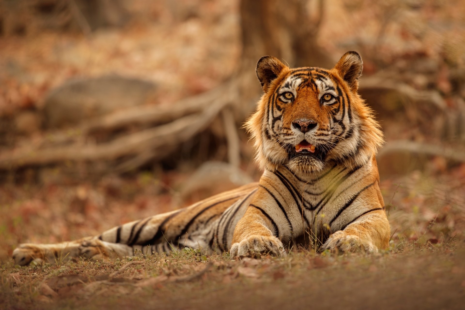 Download Animal Tiger 4k Ultra HD Wallpaper | 5354x3570 | Wallpaper Abyss