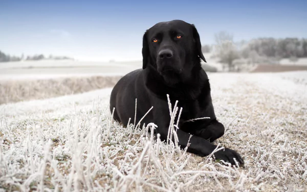 [60+] Labrador Retriever 4k Wallpapers