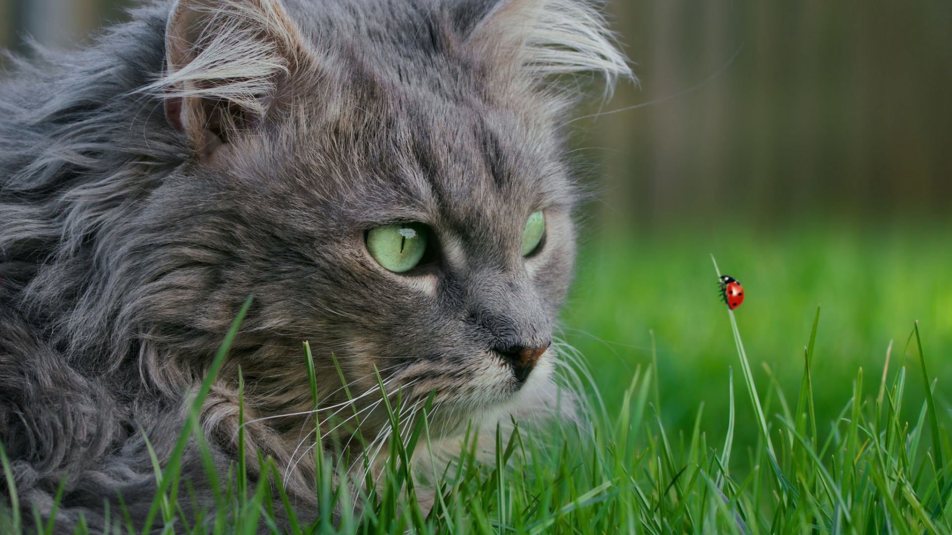 Download Ladybug Animal Cat HD Wallpaper