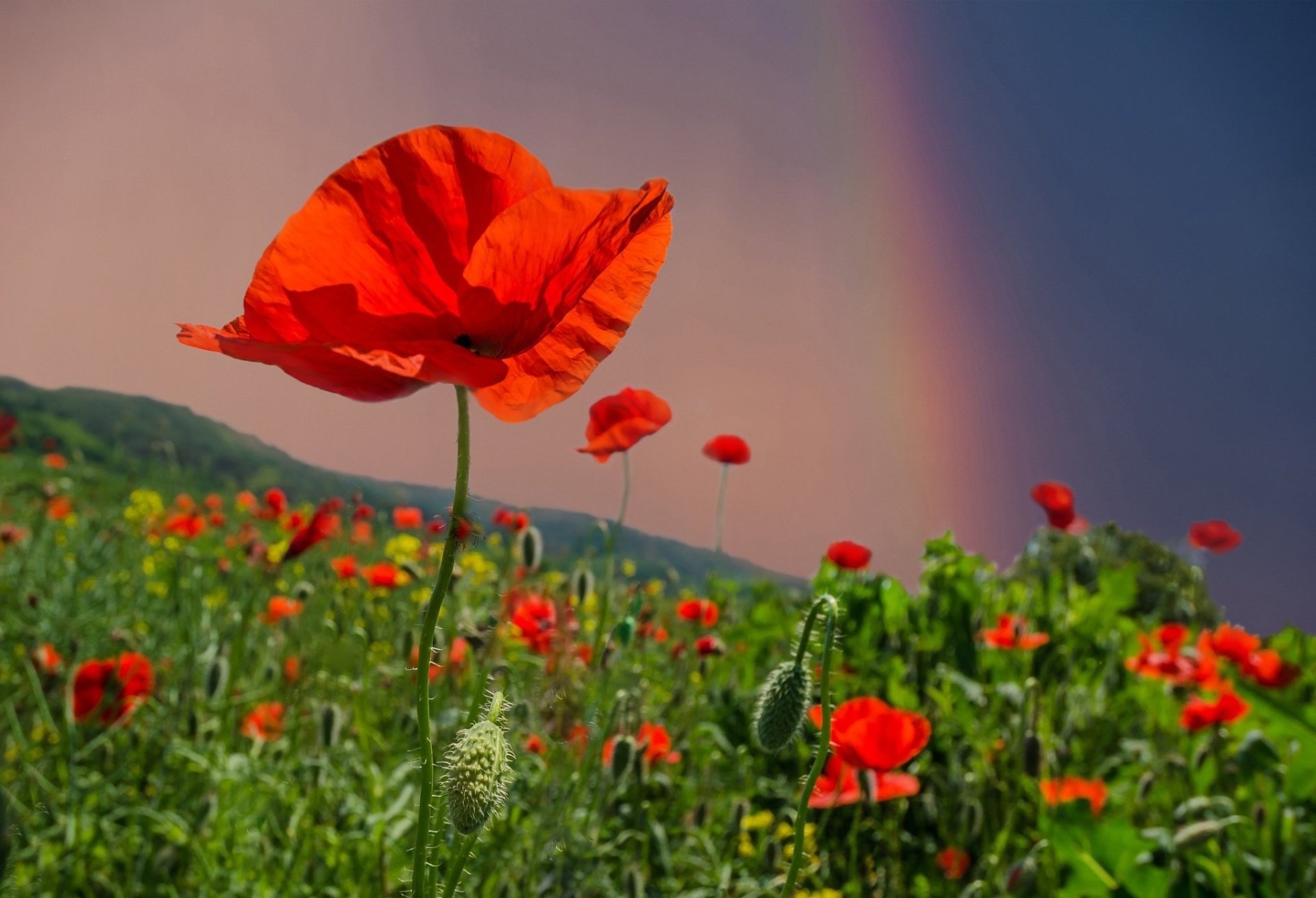 Download Red Flower Close-up Nature Poppy HD Wallpaper | 2048x1398 ...