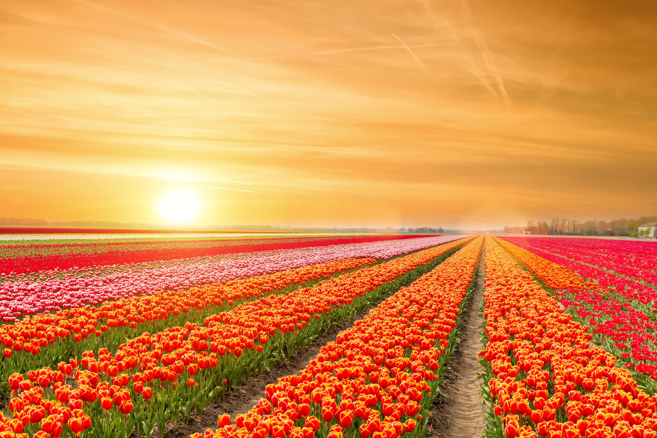 Download Sunrise Field Nature Tulip HD Wallpaper