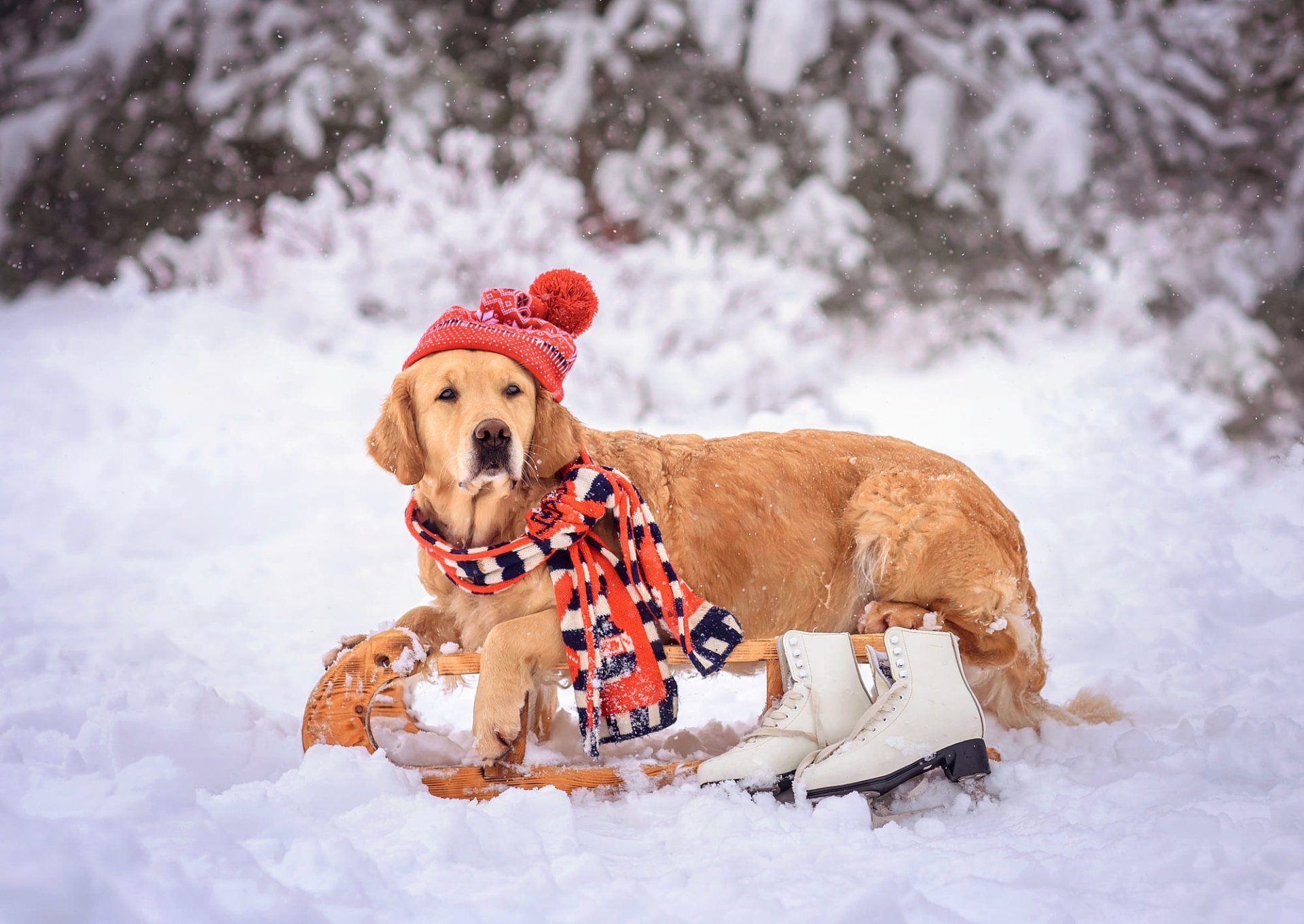 Download Winter Animal Golden Retriever HD Wallpaper