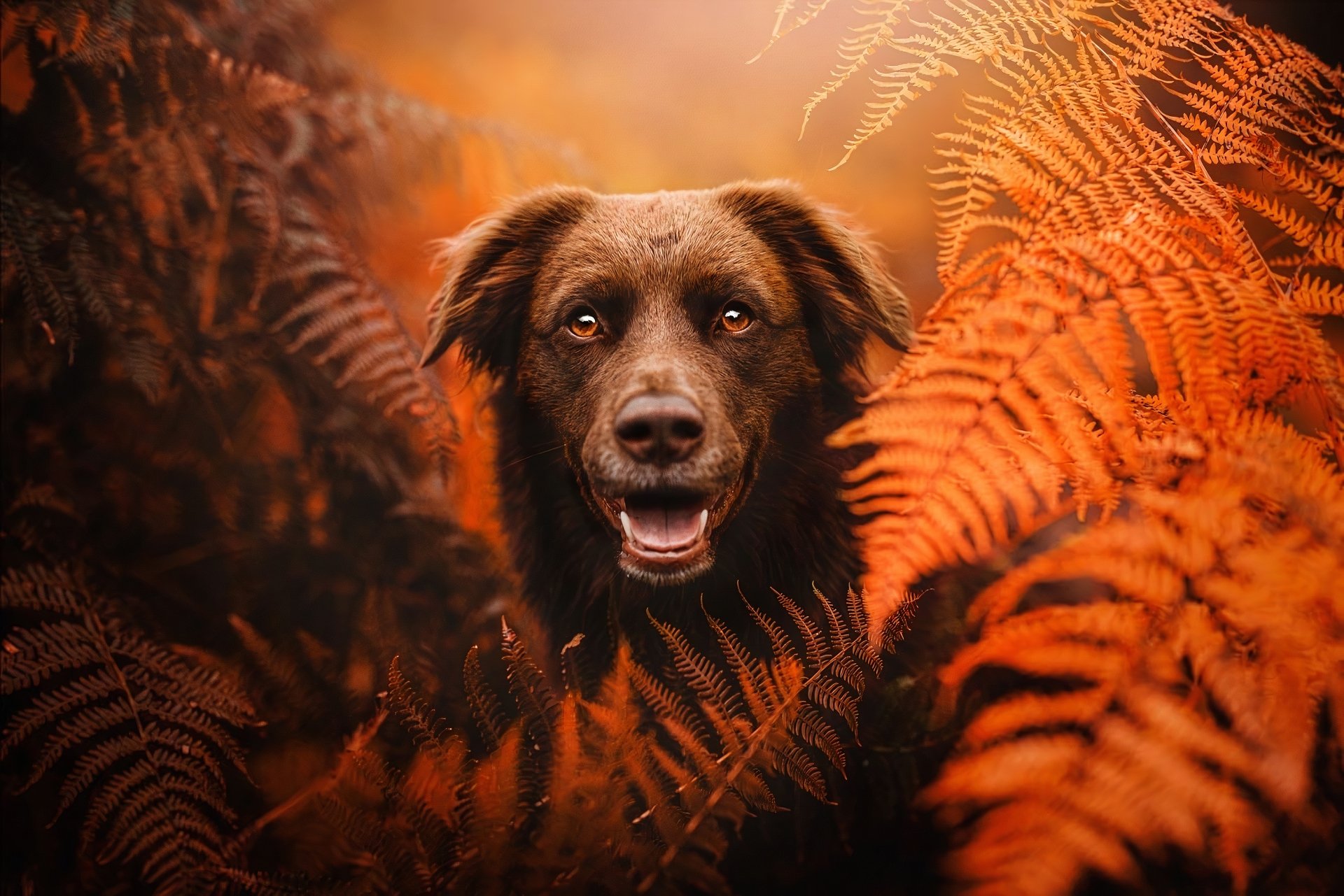Download Fern Animal Labrador Retriever 4k Ultra HD Wallpaper