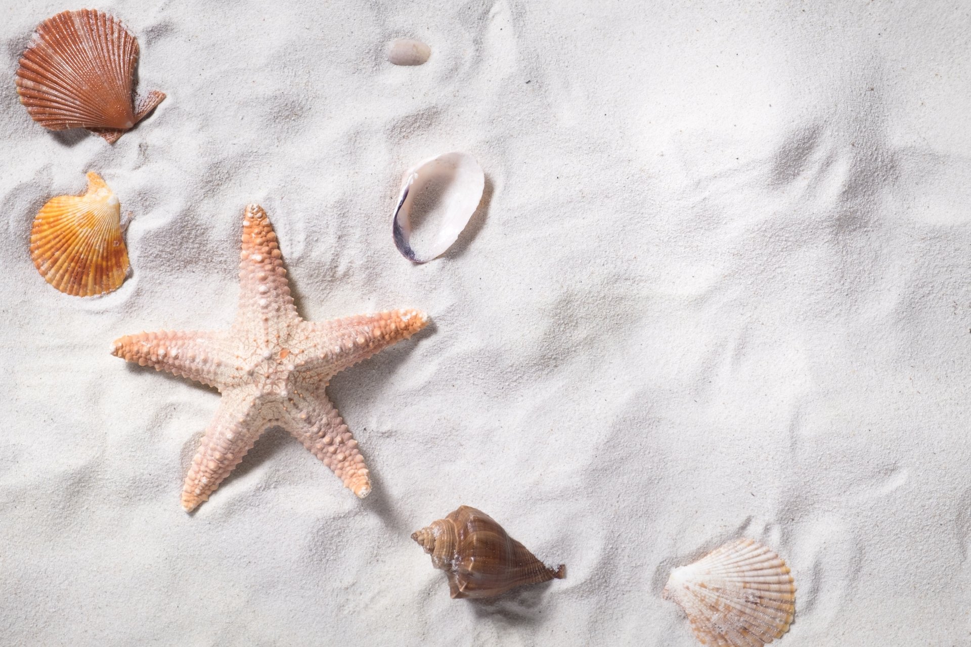 Download Starfish Sand Nature Shell 4k Ultra HD Wallpaper