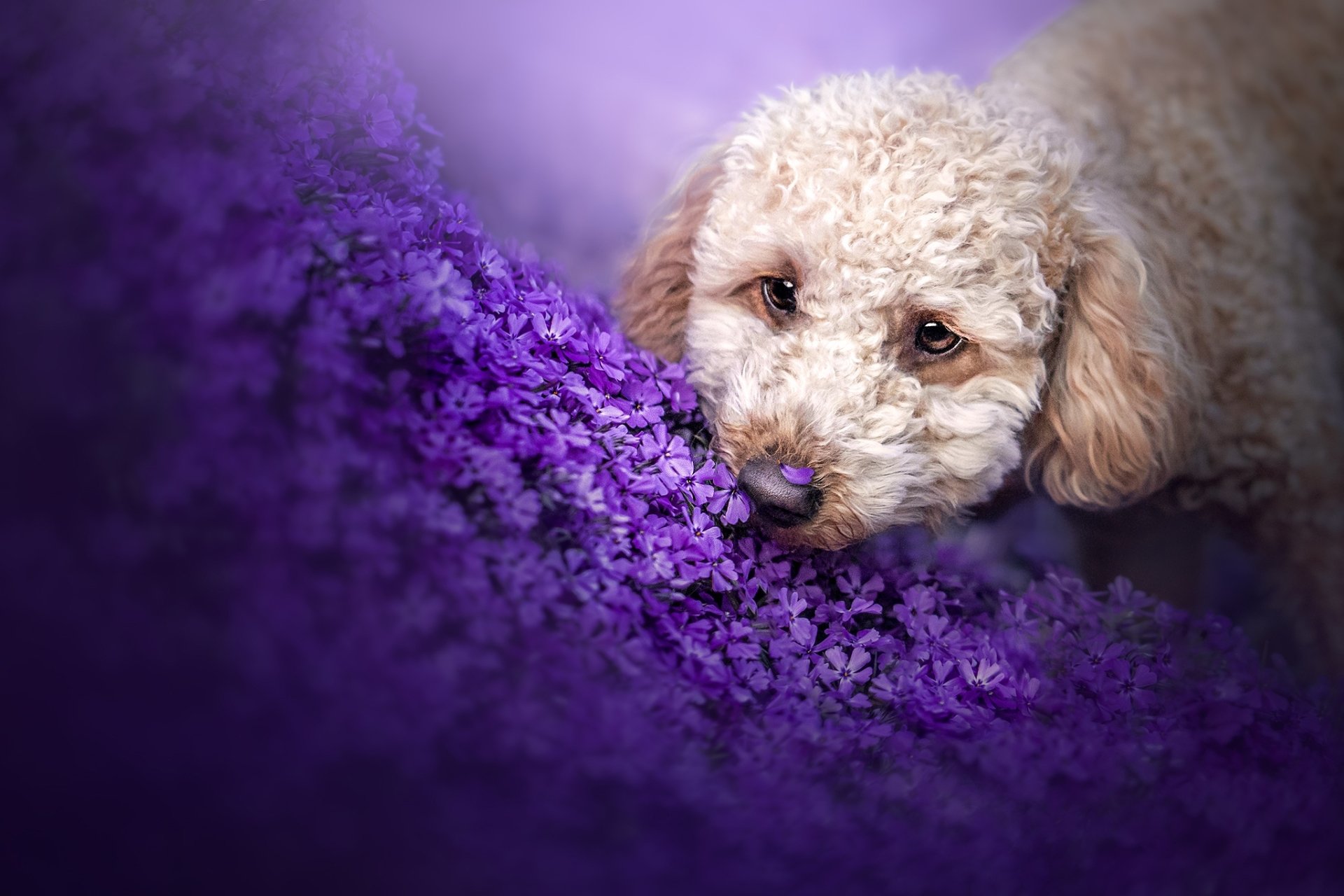 Download Flower Animal Poodle HD Wallpaper