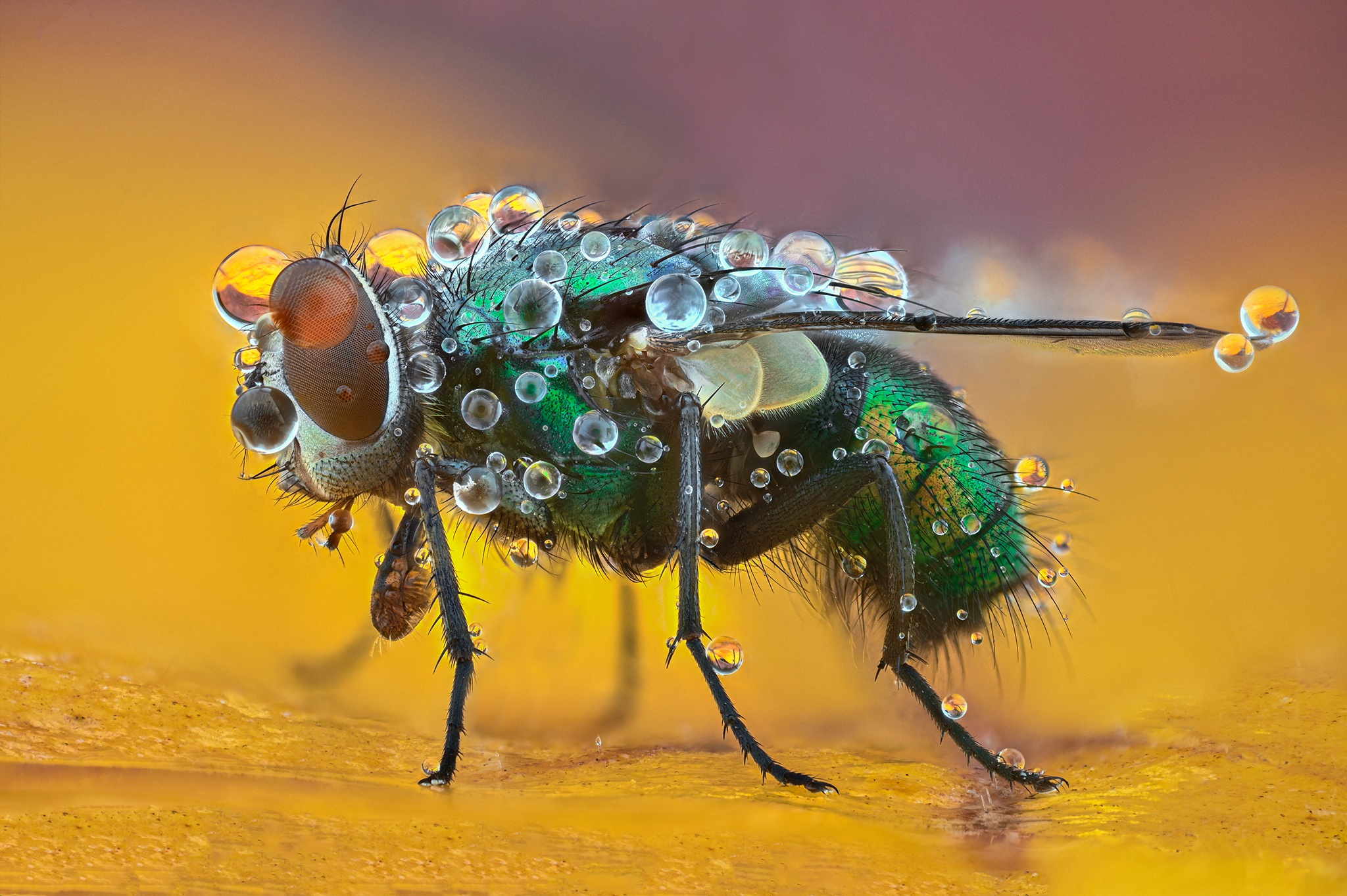 Download Macro Water Drop Animal Fly HD Wallpaper