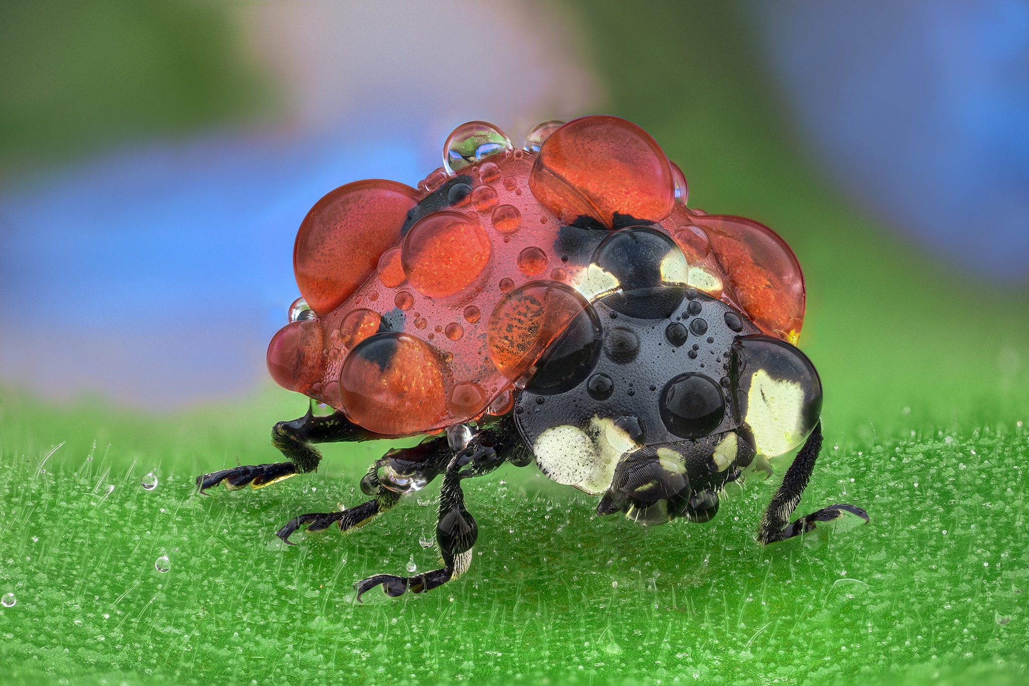 Download Macro Water Drop Animal Ladybug HD Wallpaper