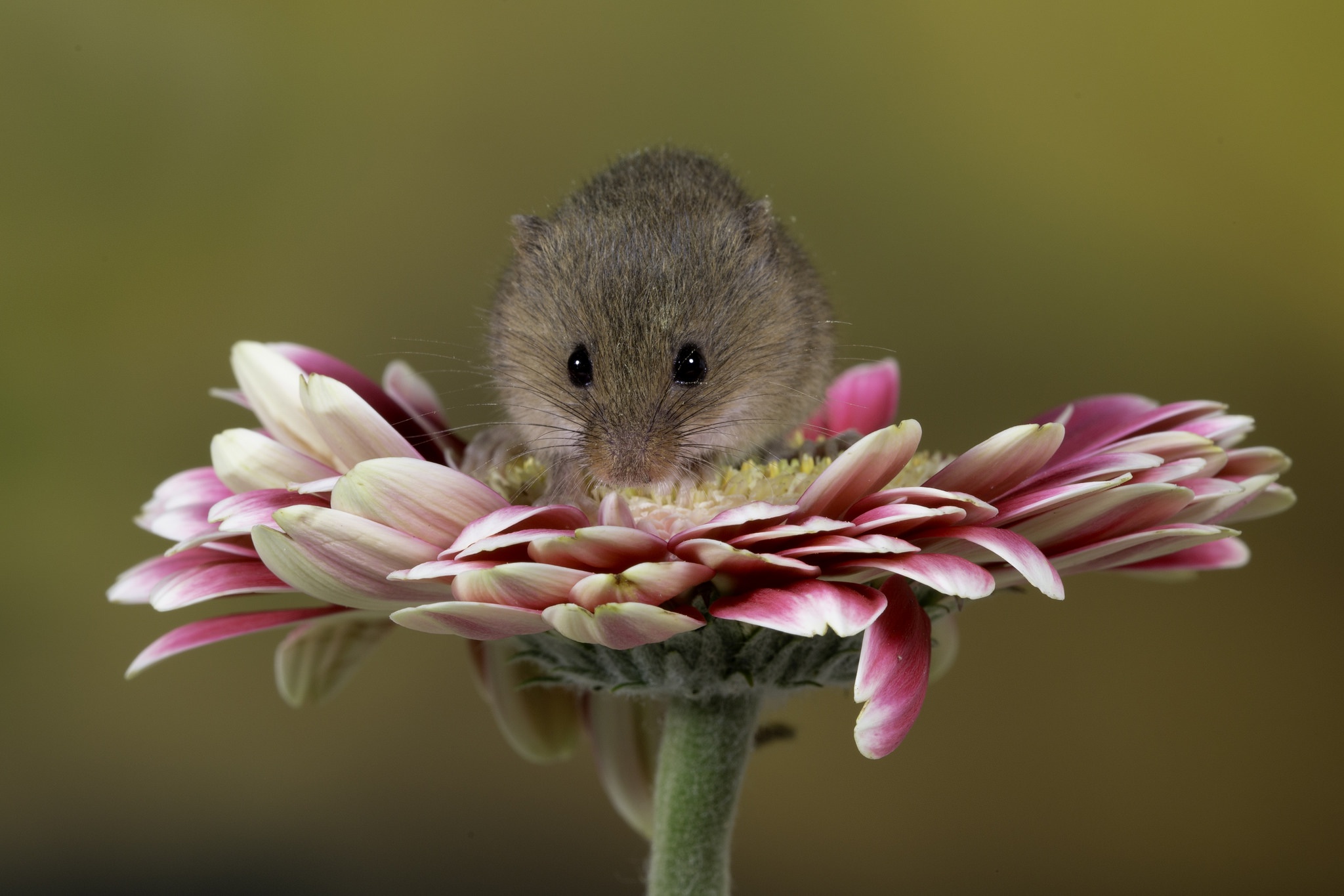 Download Animal Mouse HD Wallpaper