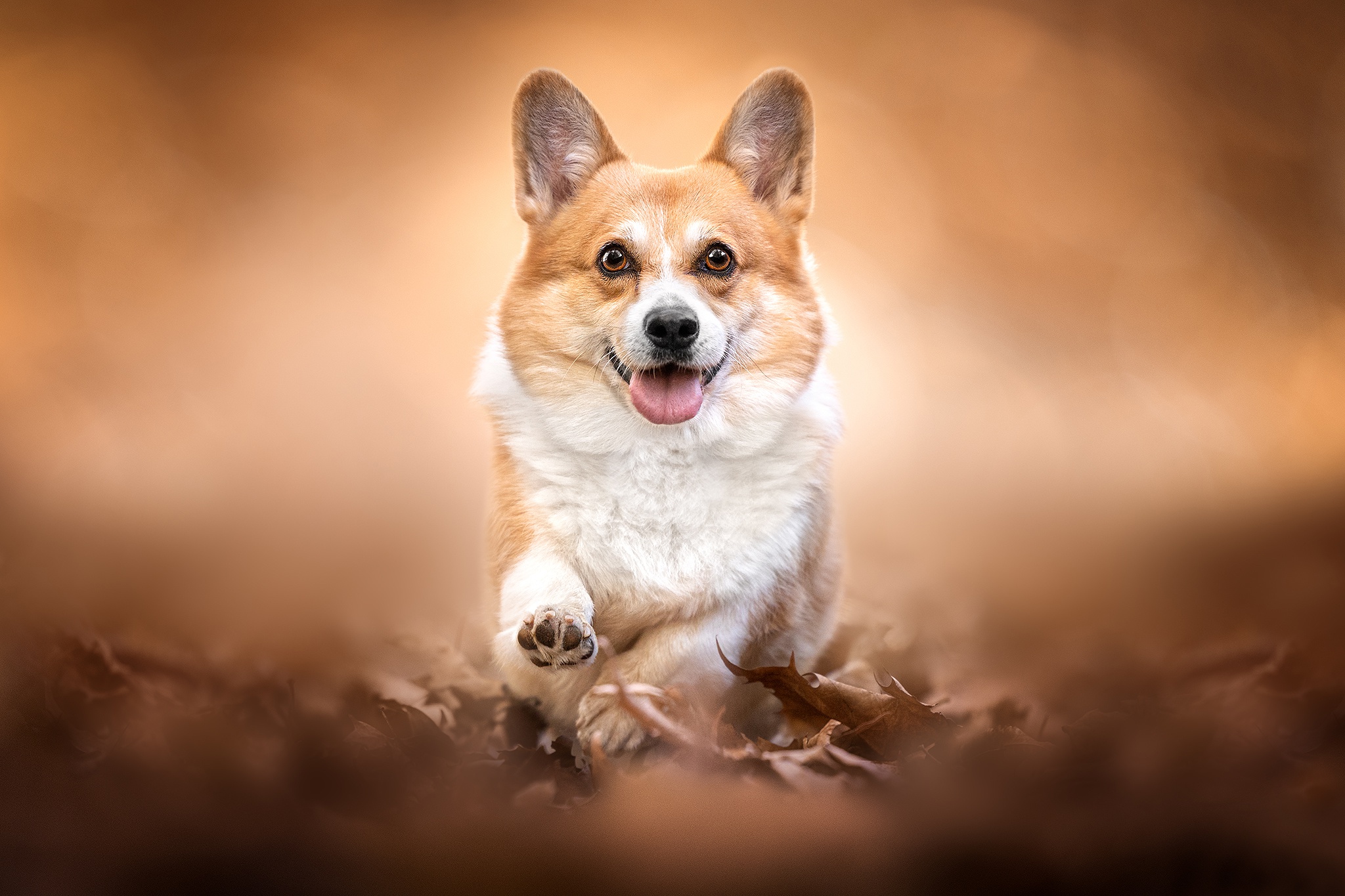 Download Animal Corgi HD Wallpaper