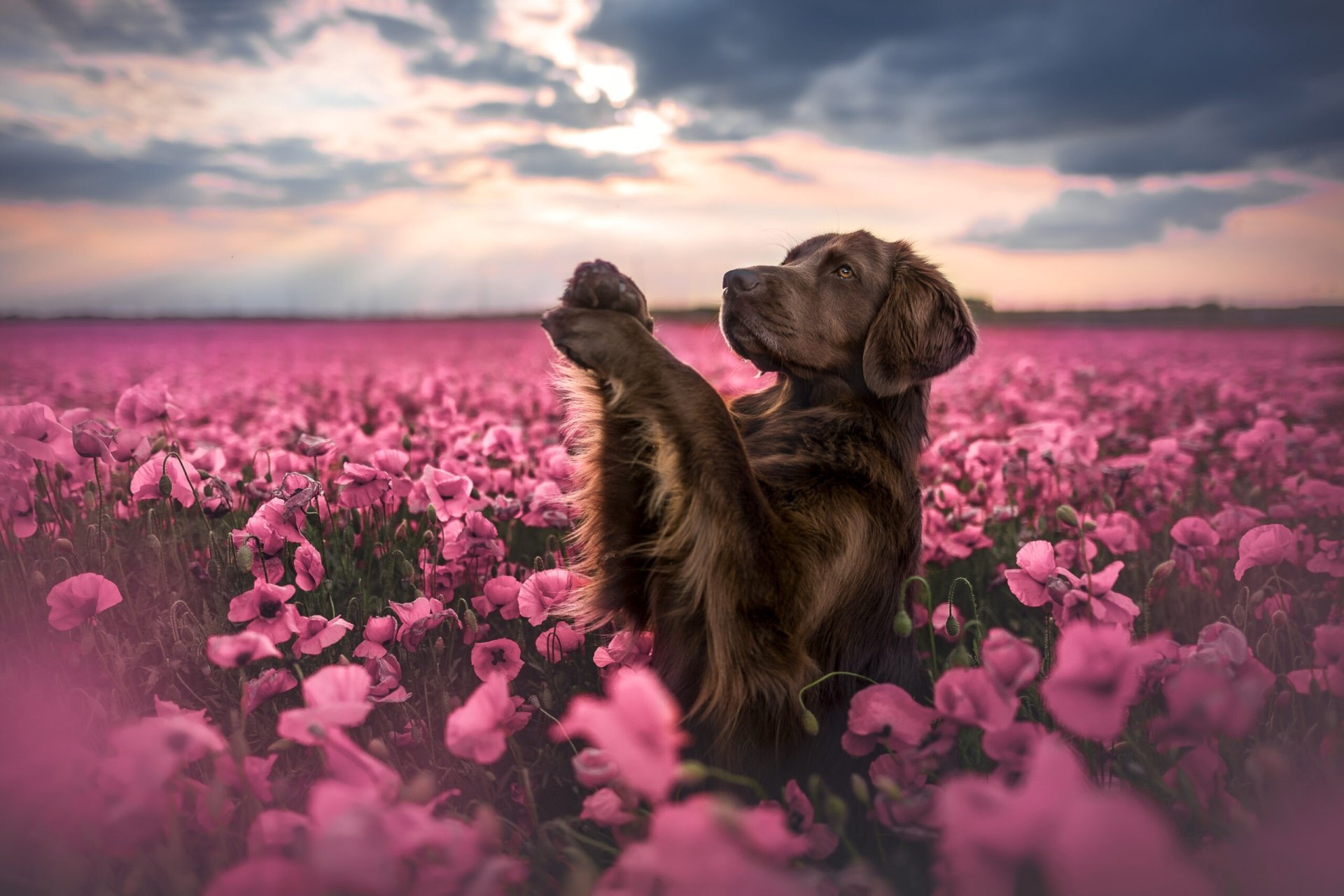 Download Pink Flower Puppy Animal Dog HD Wallpaper