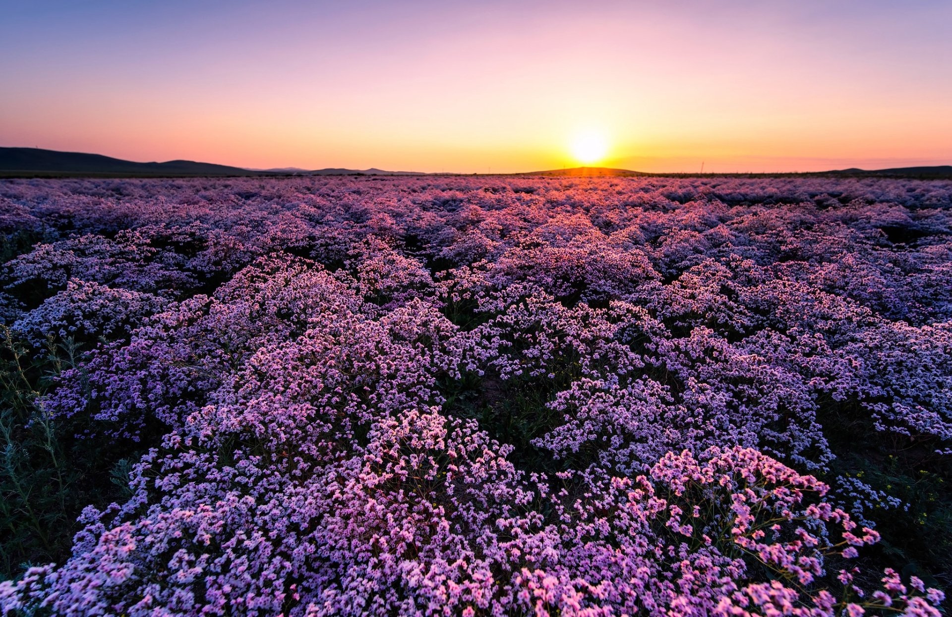 Download Sunrise Pink Flower Nature Meadow HD Wallpaper