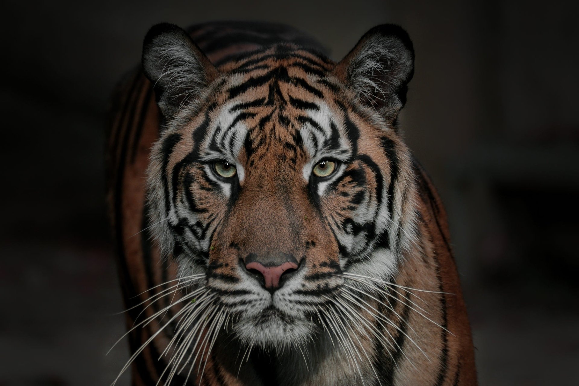 Download Stare Animal Tiger HD Wallpaper