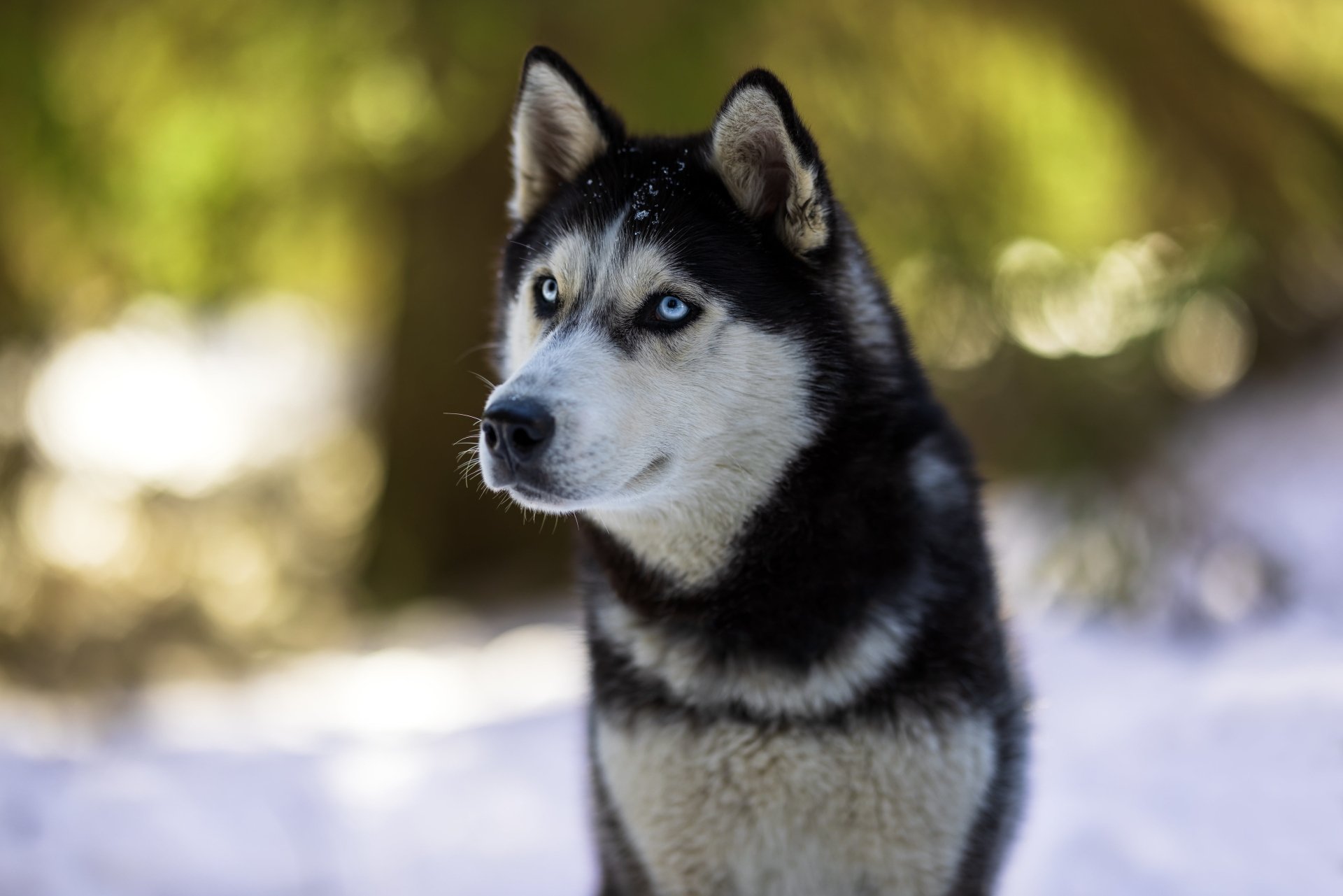 Download Animal Husky 4k Ultra HD Wallpaper