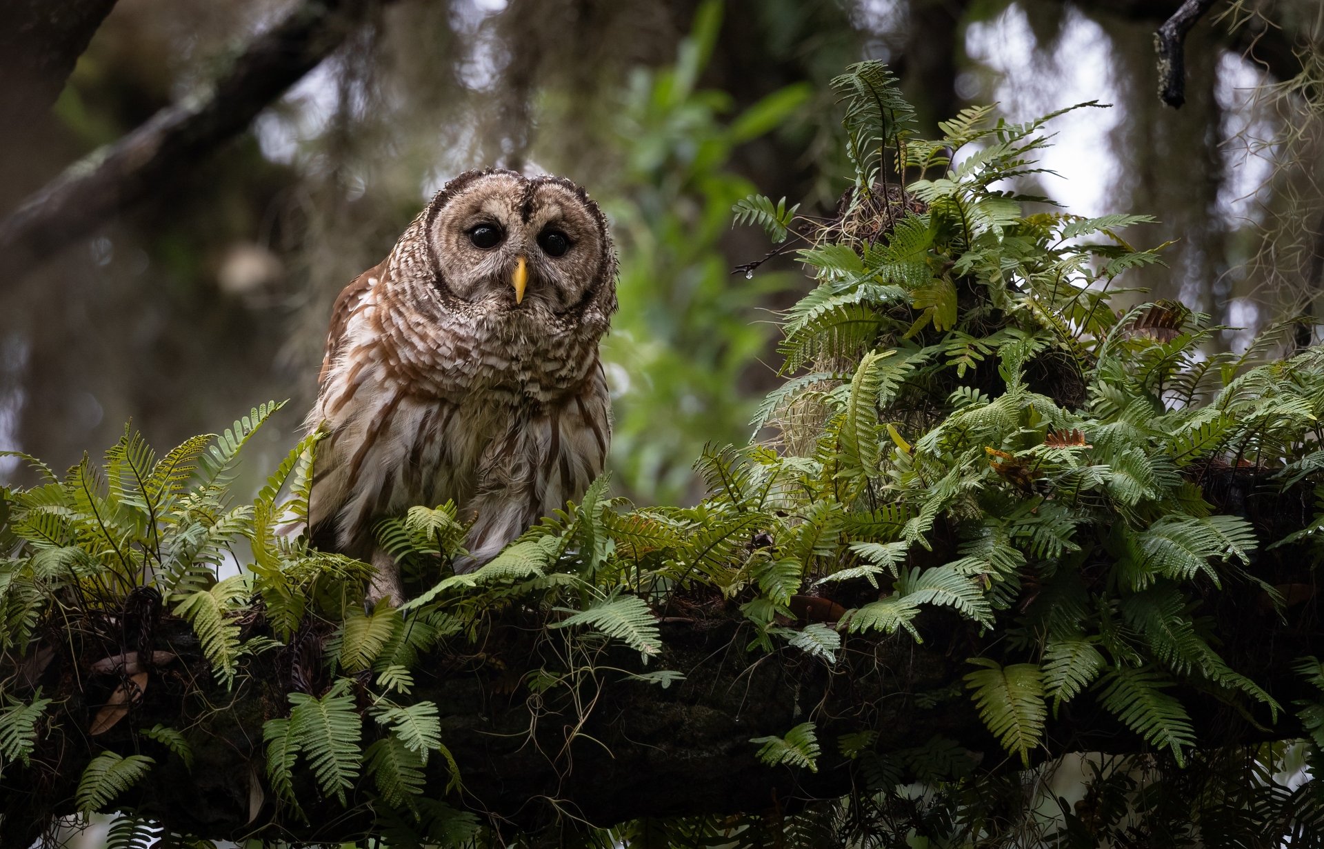 Download Animal Owl 4k Ultra HD Wallpaper | 3843x2464 | Wallpaper Abyss