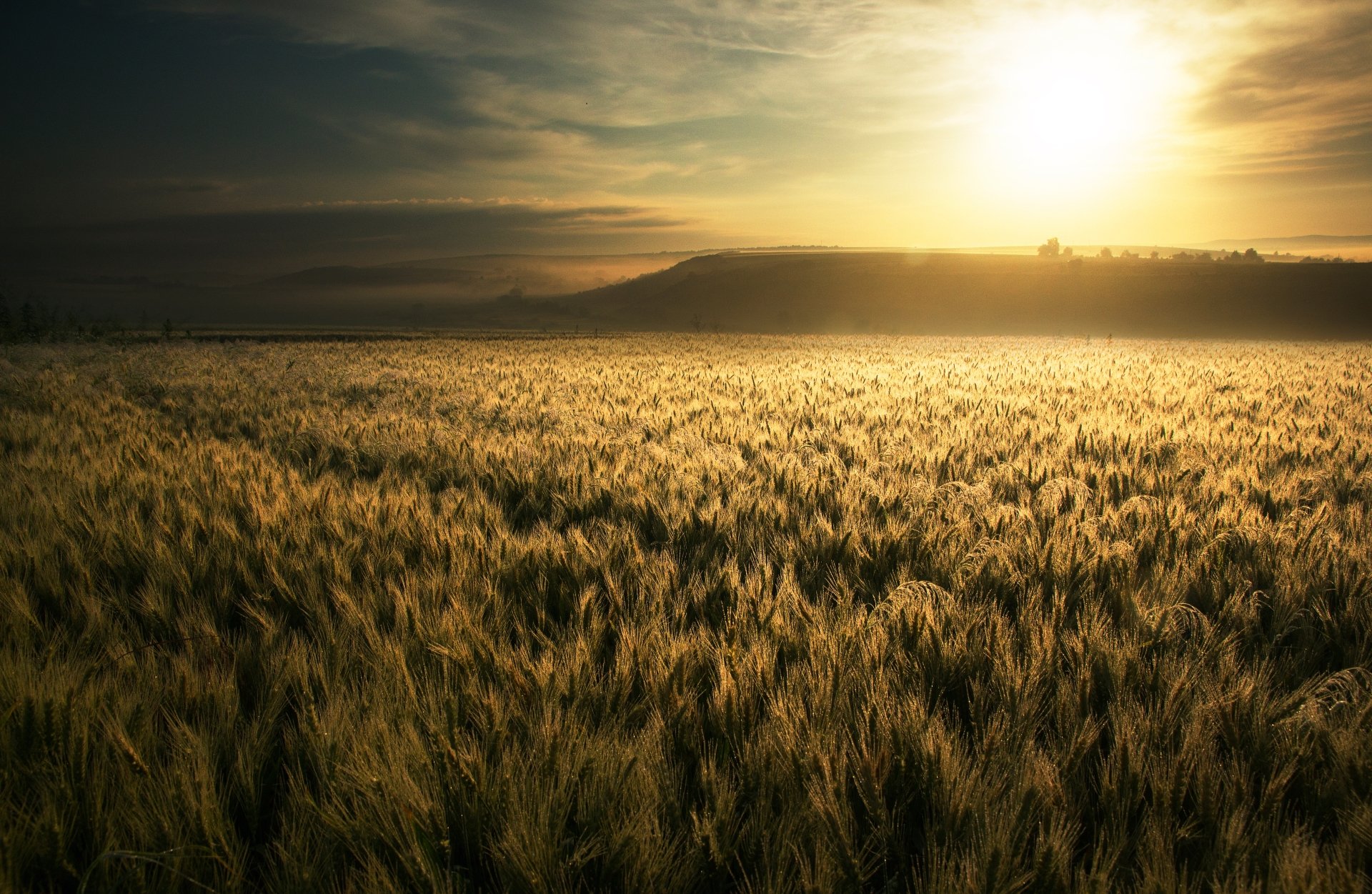 Download Field Nature Wheat 4k Ultra HD Wallpaper