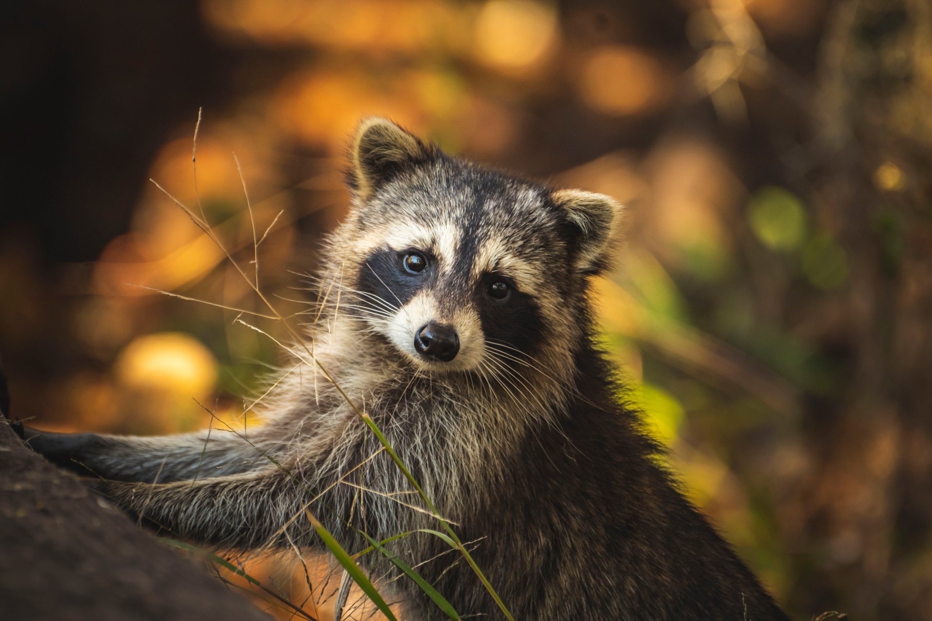 Download Animal Raccoon 4k Ultra HD Wallpaper