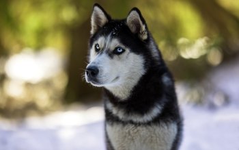 Husky Pfp