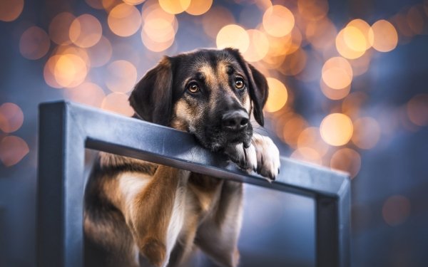 Cyan Dog on Yellow and Pink HD Wallpaper | Background Image | 3219x2146