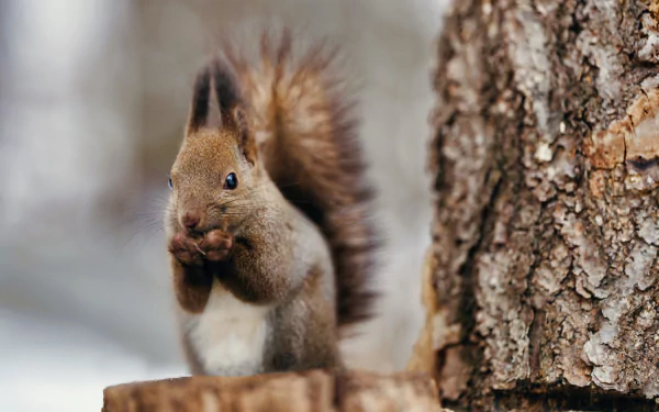 [250+] Squirrel 4k Wallpapers