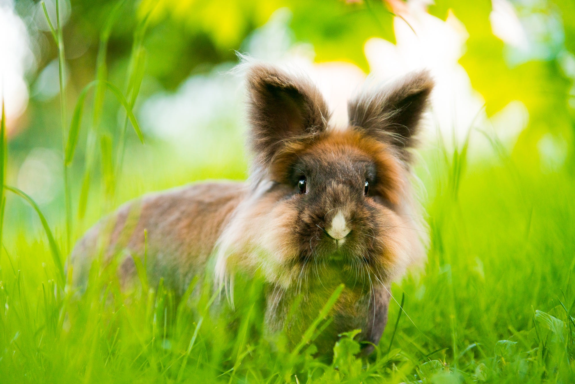 Download Animal Rabbit HD Wallpaper