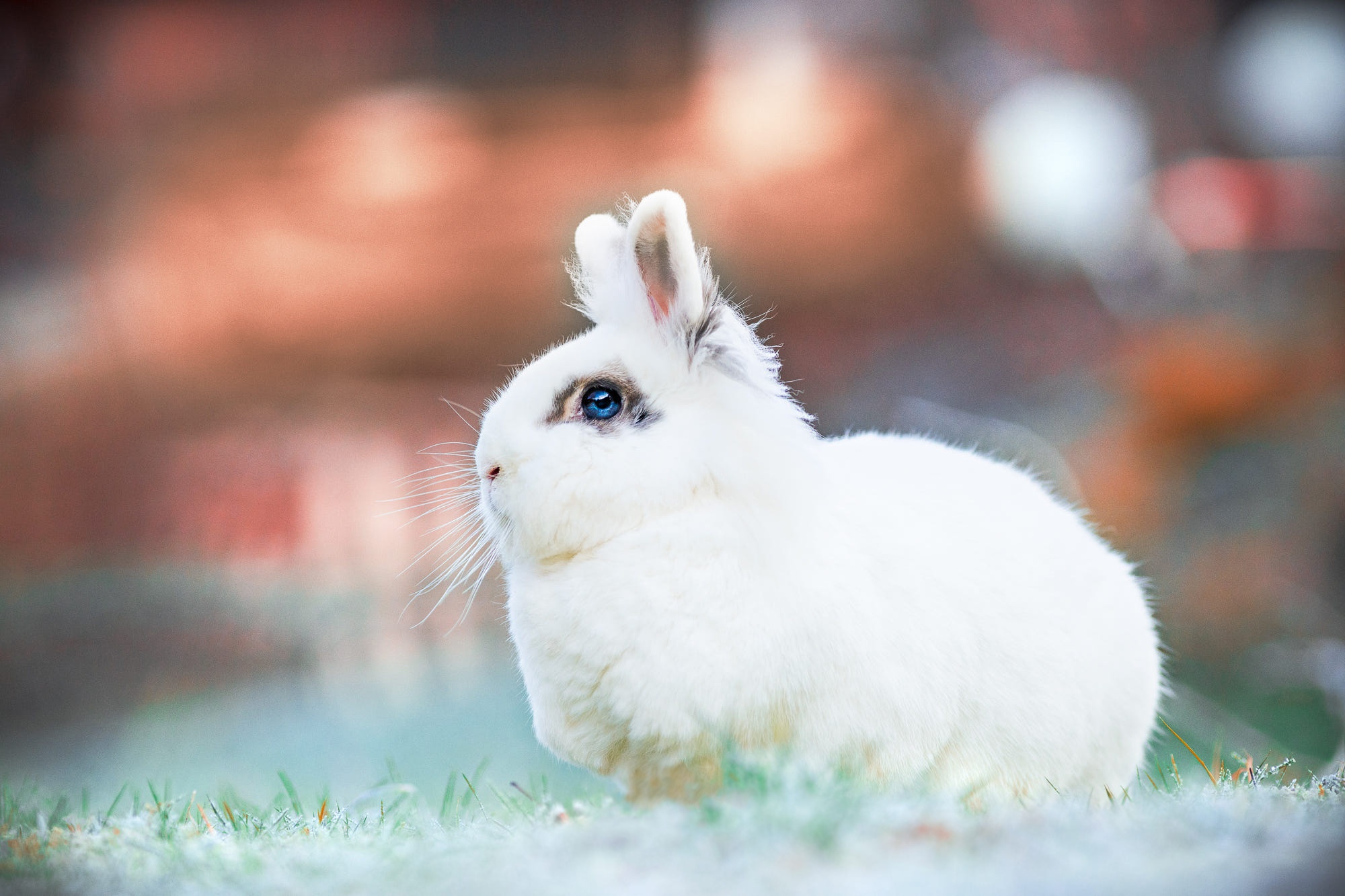 Animal Rabbit HD Wallpaper