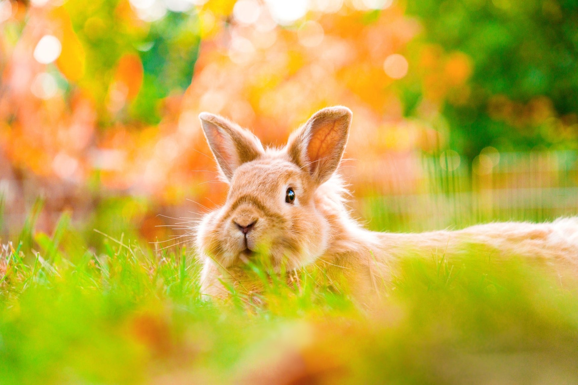 Download Animal Rabbit HD Wallpaper