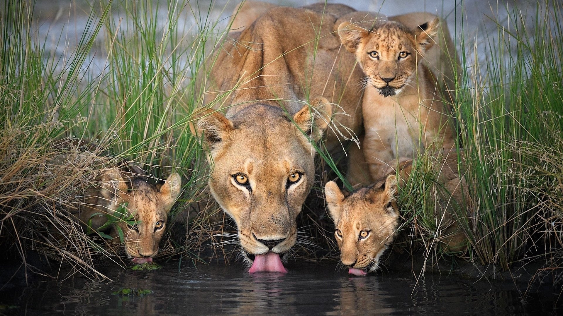 Majestic Lion Family HD Wallpaper: Noble Guardians of the Wild ...