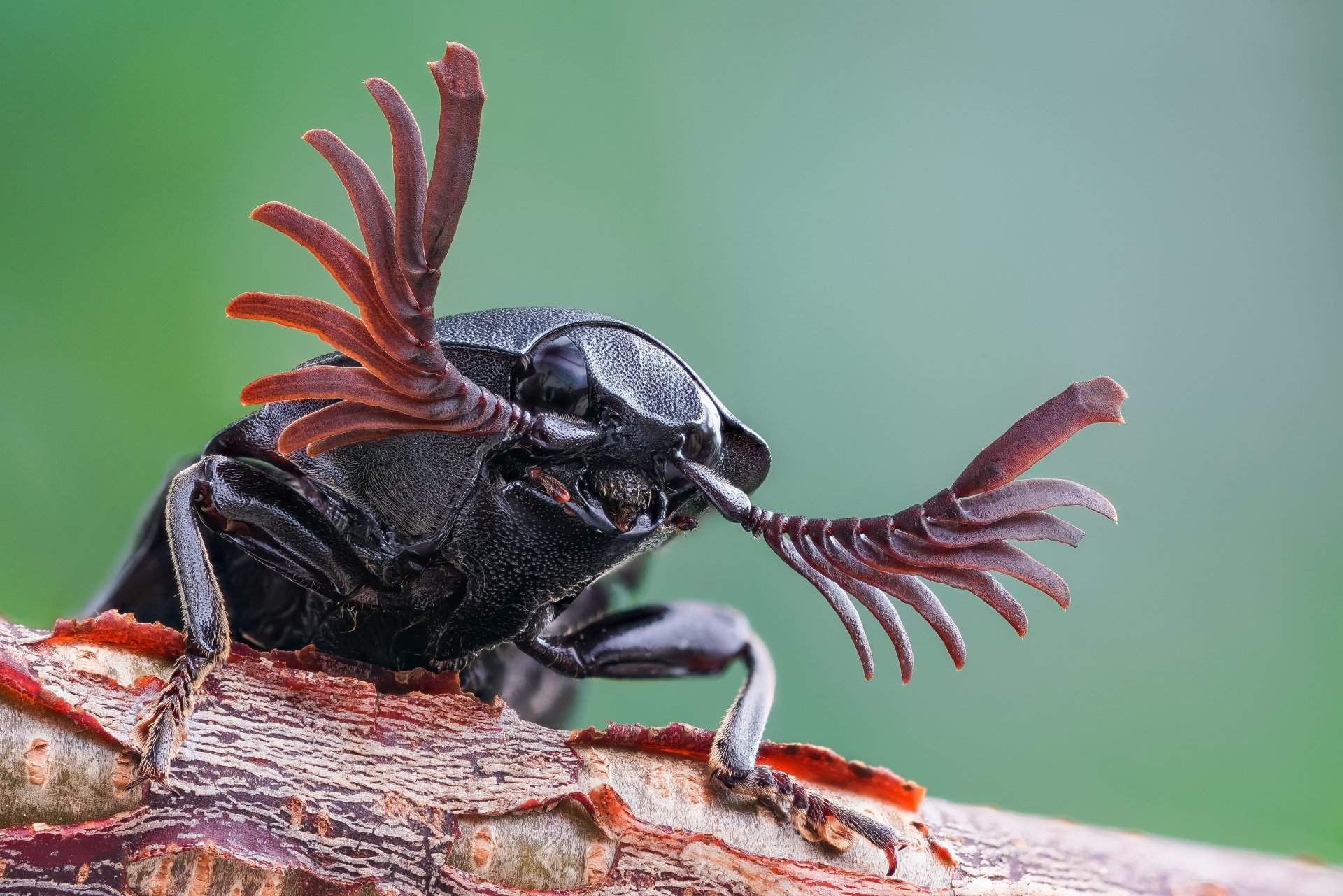 Download Animal Beetle 4k Ultra HD Wallpaper