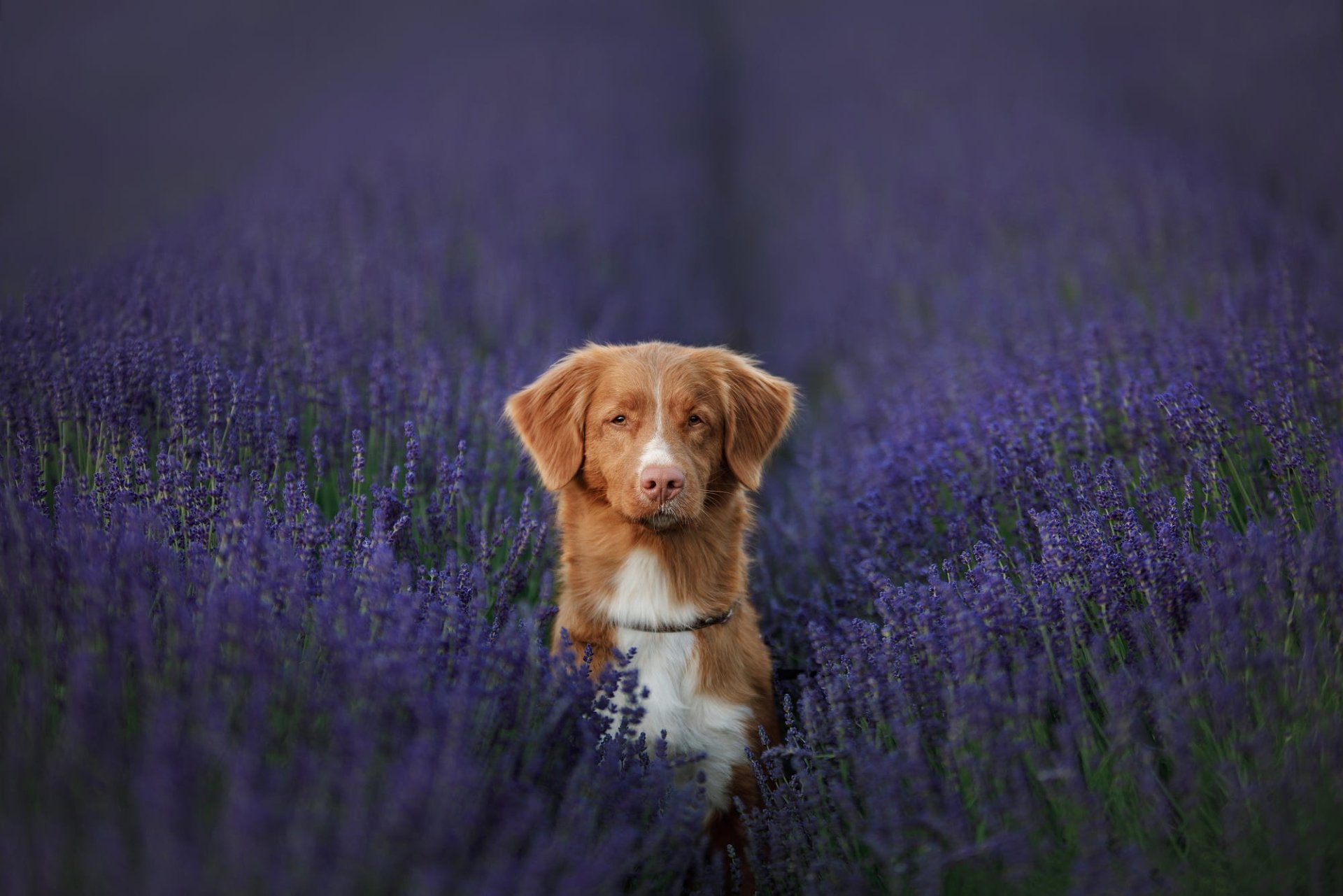 Download Nova Scotia Duck Tolling Retriever Lavender Animal Dog HD ...