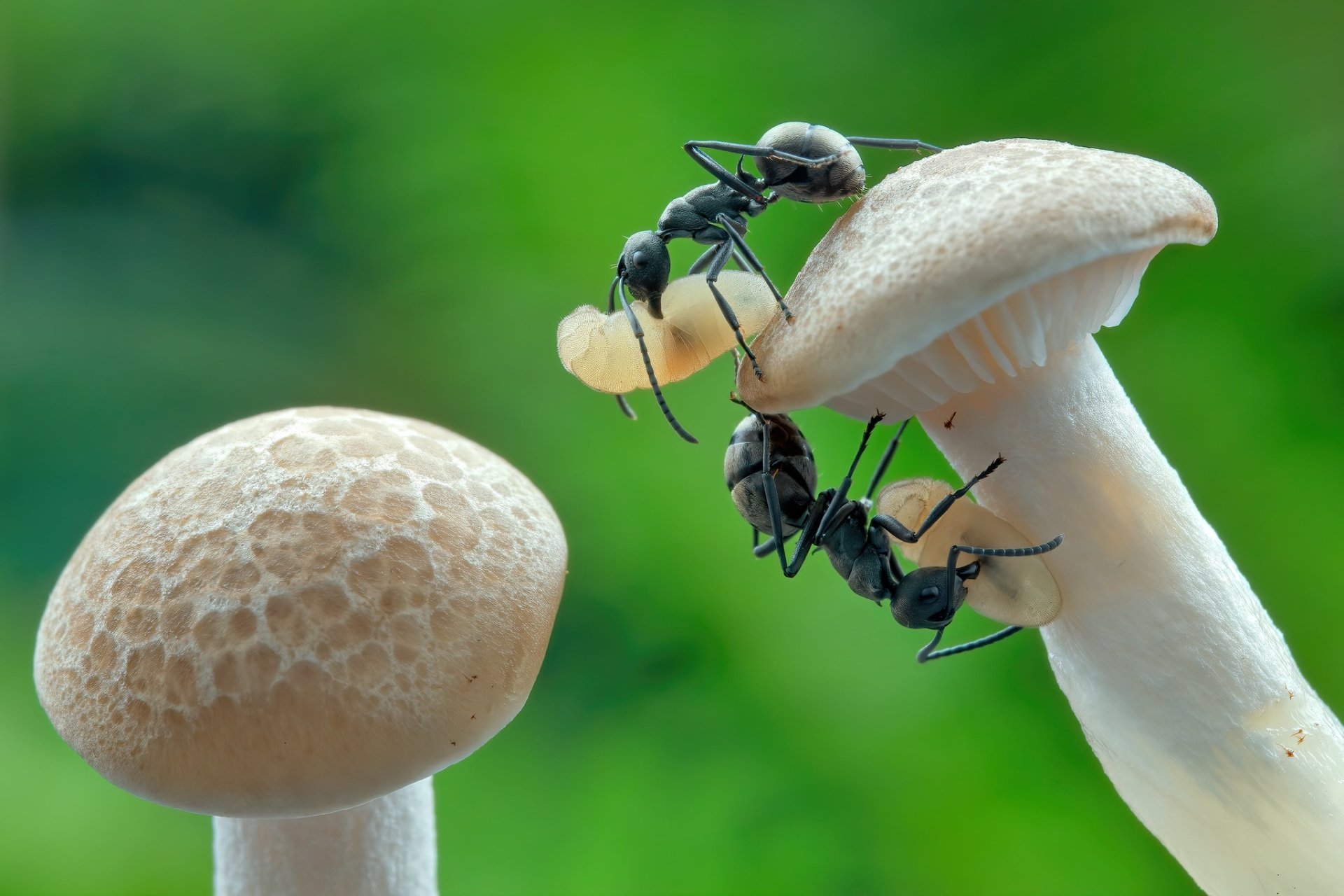 Download Animal Ant HD Wallpaper