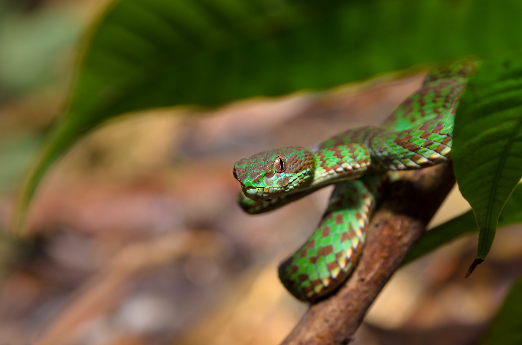 Download Animal Snake HD Wallpaper