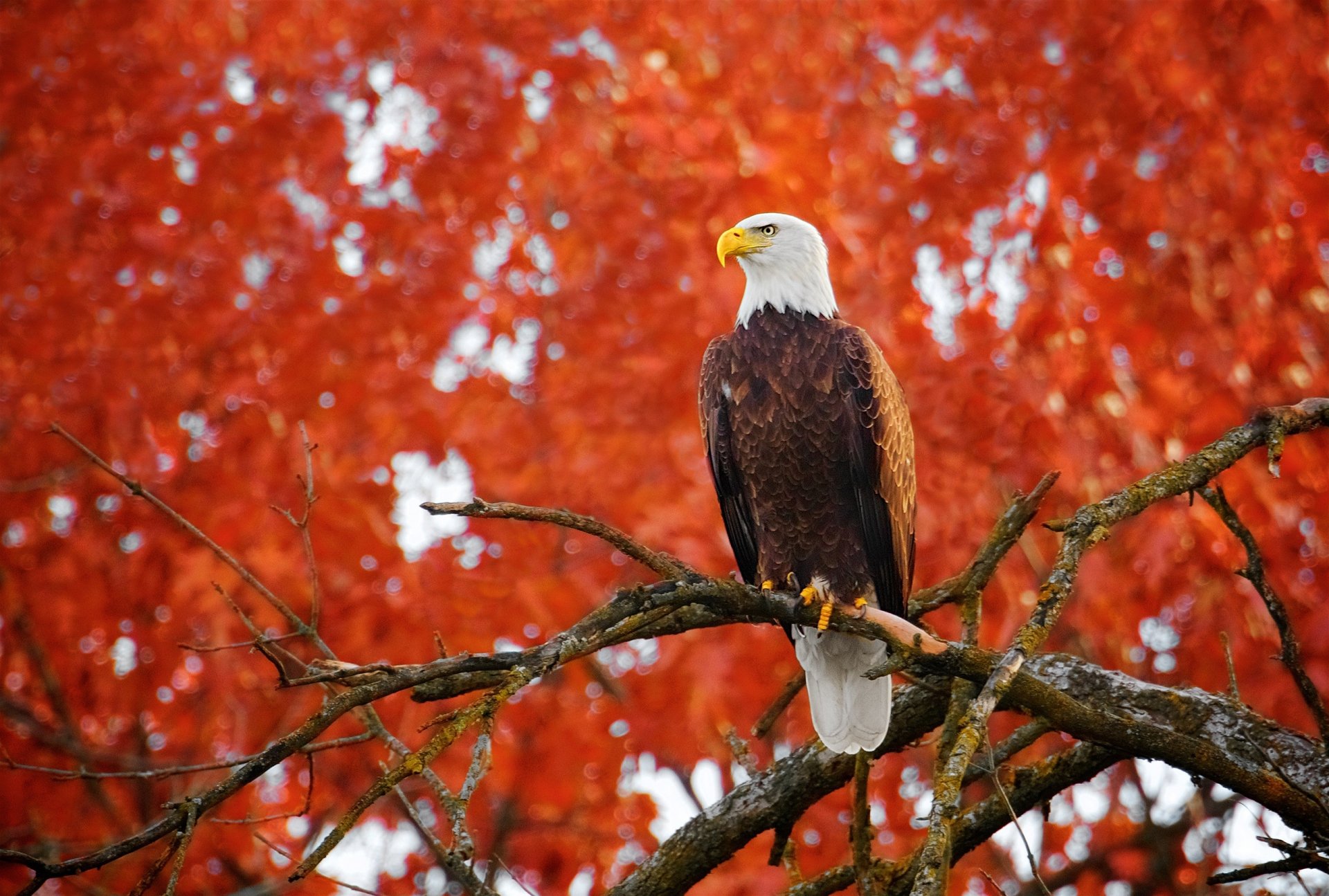 Download Animal Bald Eagle HD Wallpaper