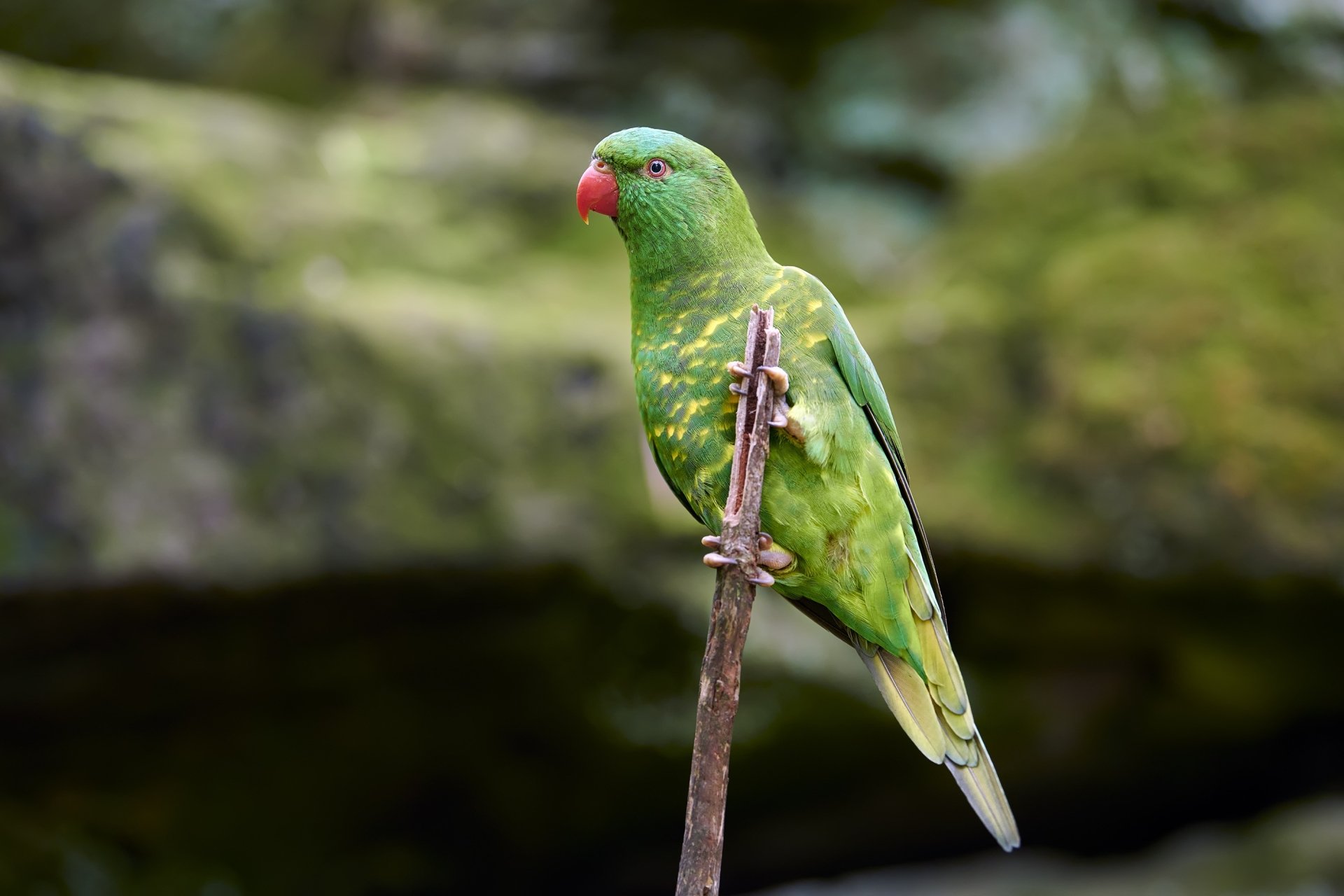 Download Animal Parrot HD Wallpaper