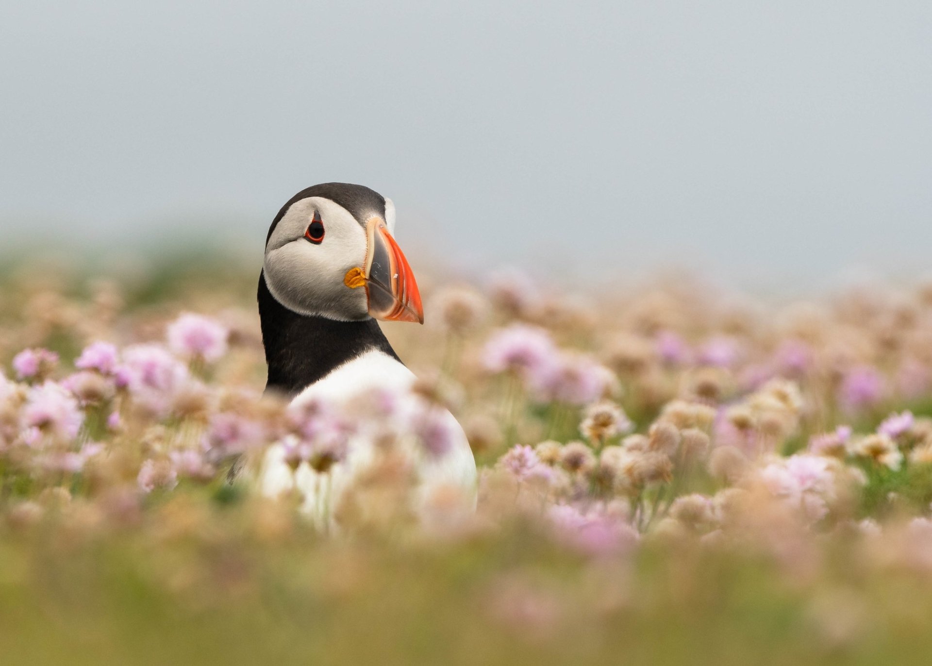 Download Animal Puffin HD Wallpaper | 2048x1463 | Wallpaper Abyss